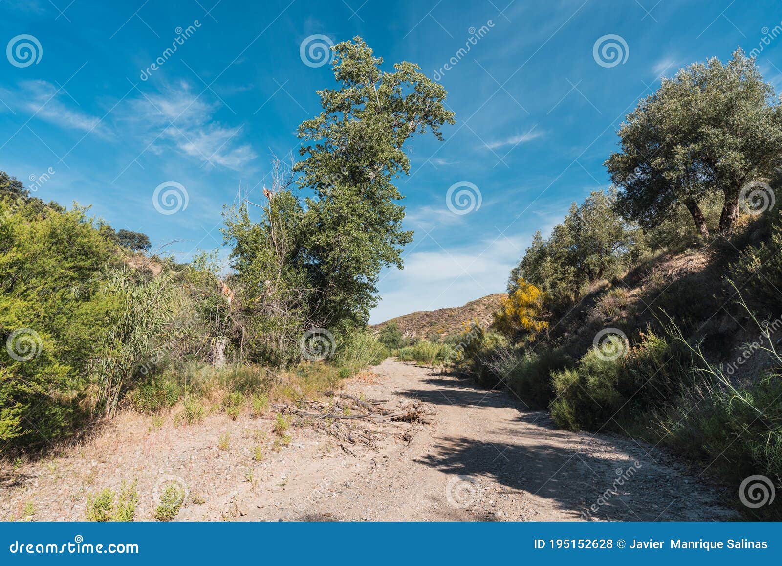 Dry River with Vegetation and Trees on the Margin Stock Photo - Image ...
