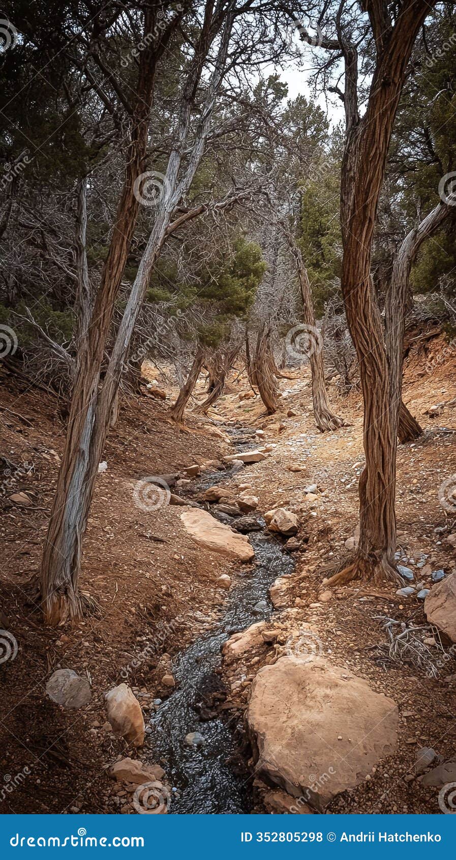 Dry Riverbed Caused by the Water Absorption of Invasive Salt Cedar ...