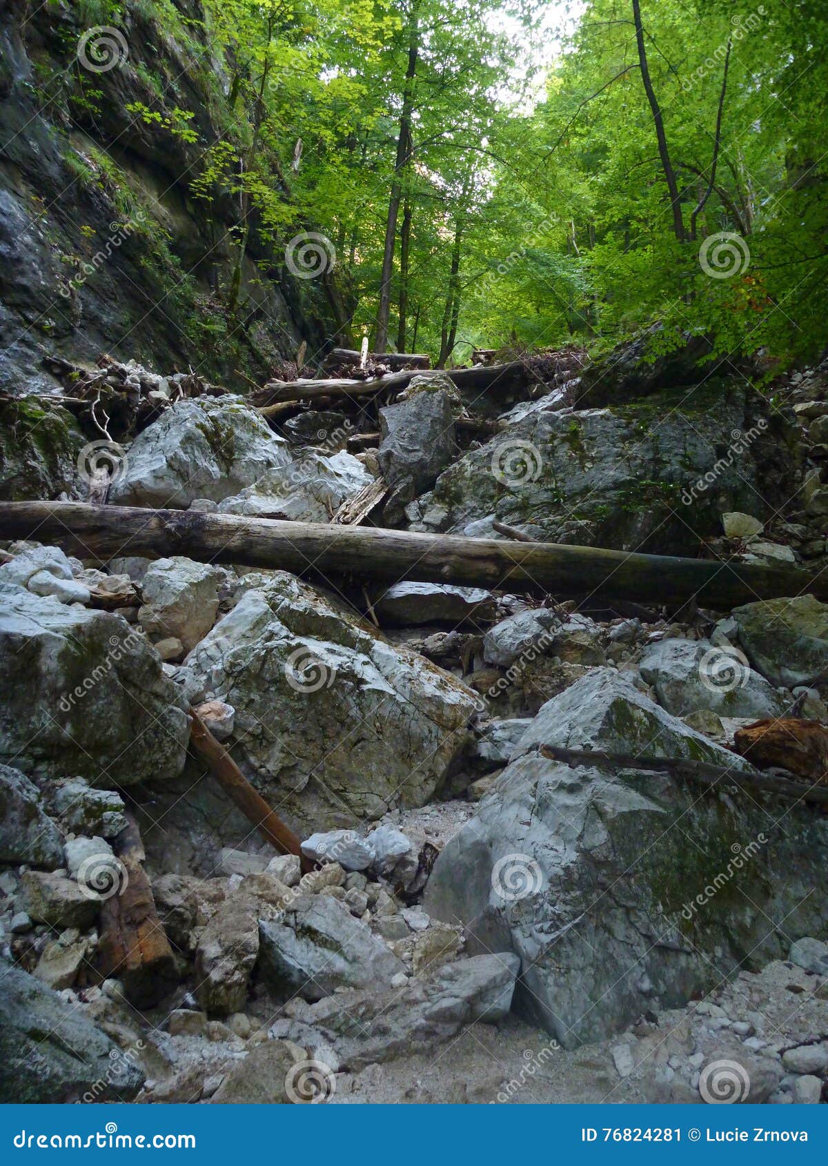 Dry Riverbed in a Green Forest Stock Image - Image of boulder, nature ...