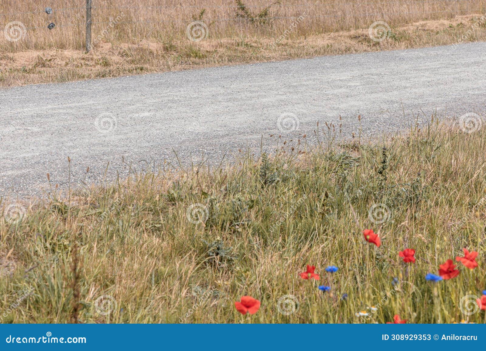 Dry Road in the Middle of the Field. Stock Image - Image of nature ...