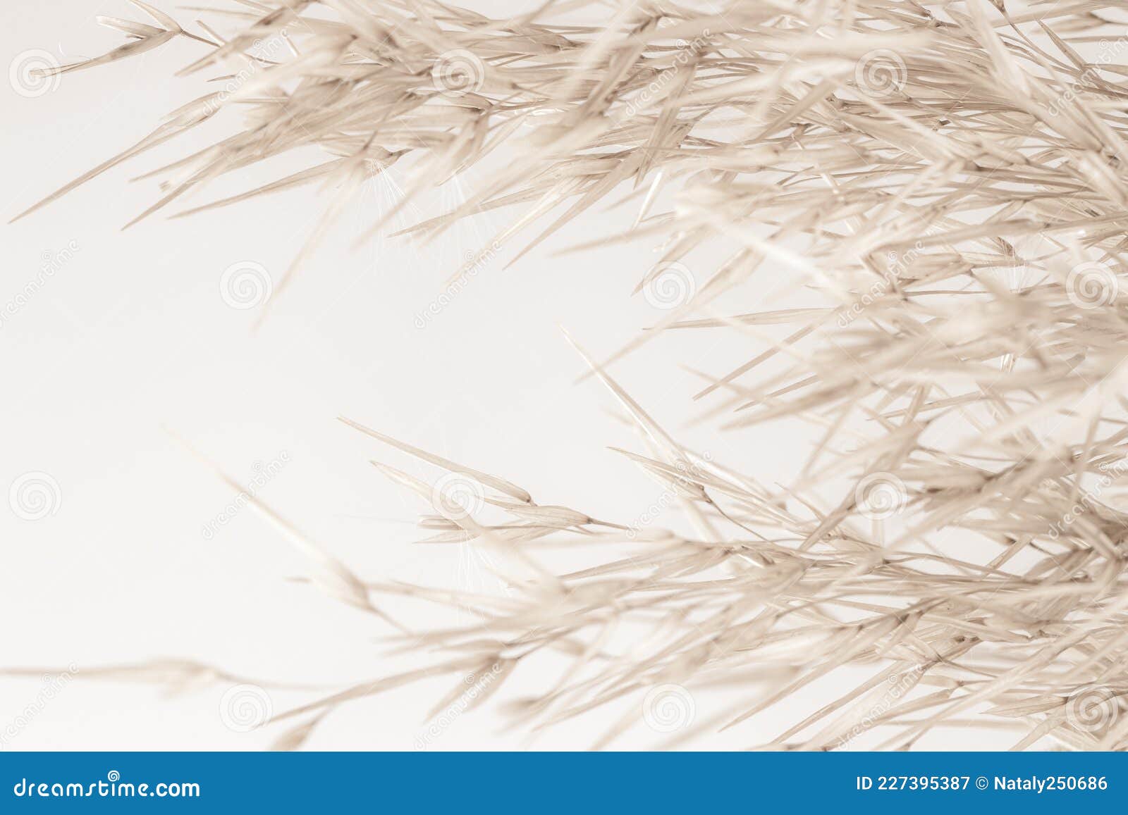 Dry Romantic Beige Fragile Delicate Rush Reed Cane Buds with Branches ...