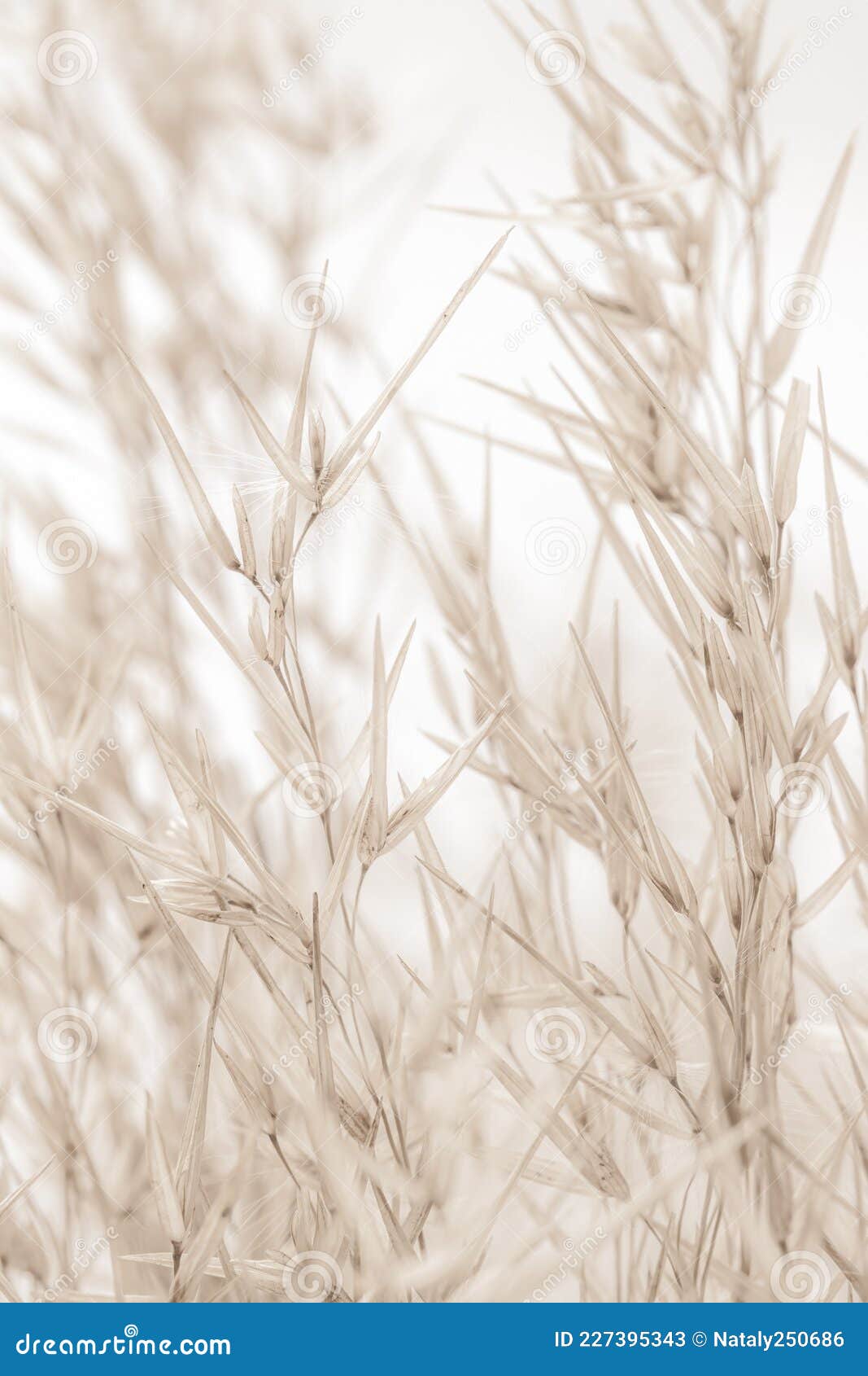 Dry Romantic Beige Fluffy Fragile Rush Reed Cane Buds With Light ...