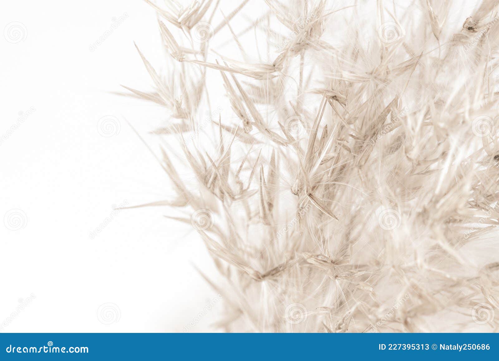 Dry Romantic Beige Fragile Delicate Soft Mist Effect Rush Reed Cane ...