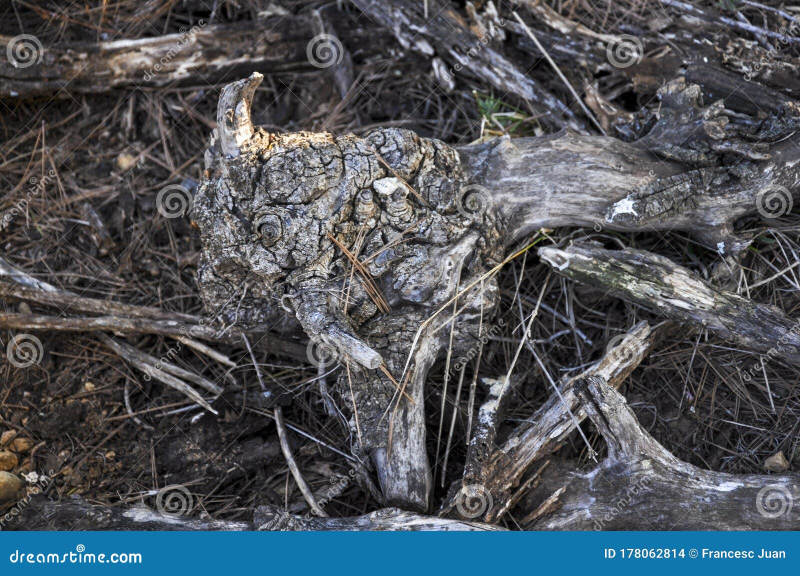 Dry root stock photo. Image of roots, harshness, tree - 178062814