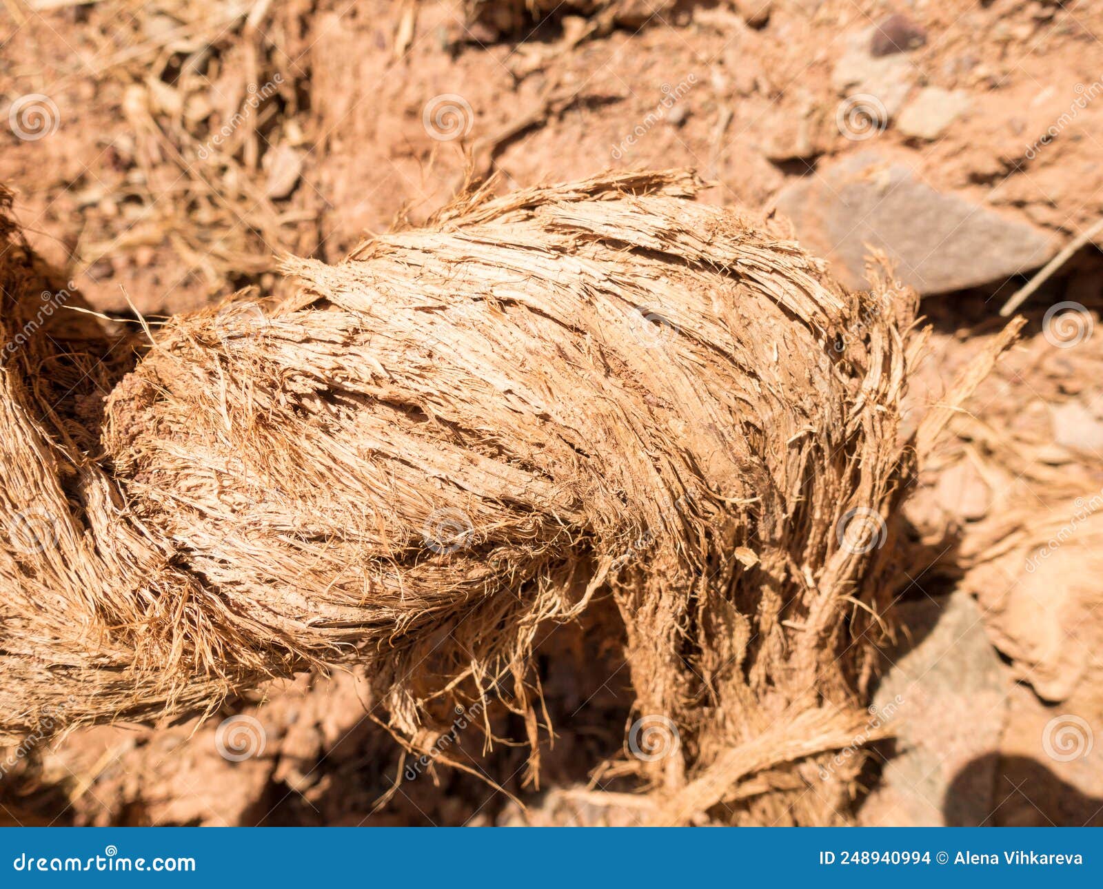 Dry Root of a Tree in the Desert. Clay Arid Landscape Stock Photo ...