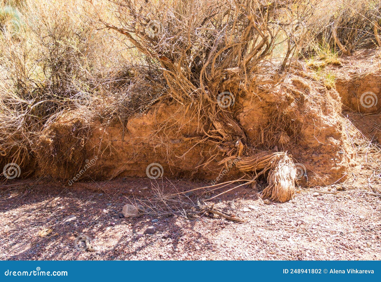 Dry Root of a Tree in the Desert. Clay Arid Landscape Stock Photo ...