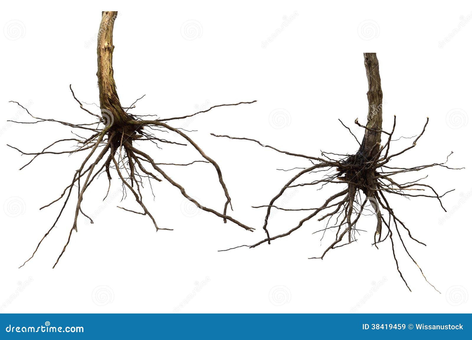 Dry root tree isolated stock image. Image of dead, trunk - 38419459