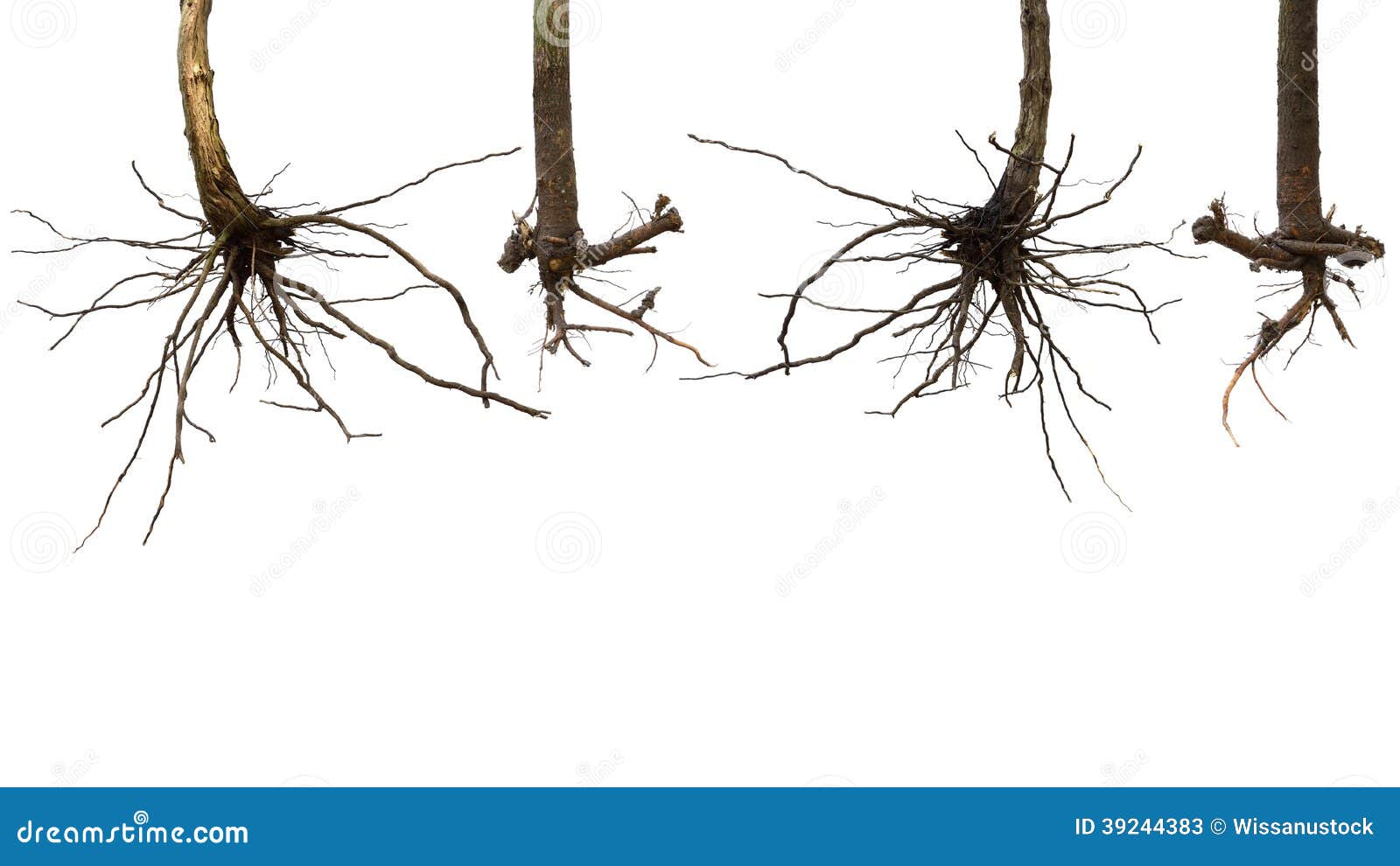 Dry root tree isolated stock image. Image of knot, wood - 39244383