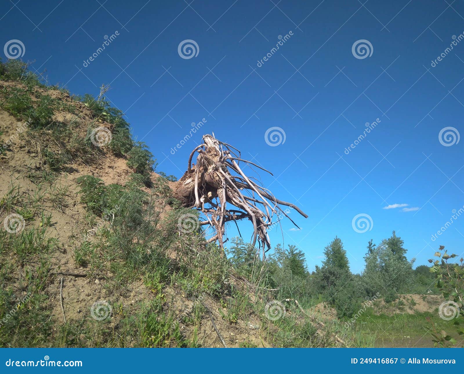 Dry Roots of a Broken Tree Trunk in a Hill from the Ground Stock Image ...
