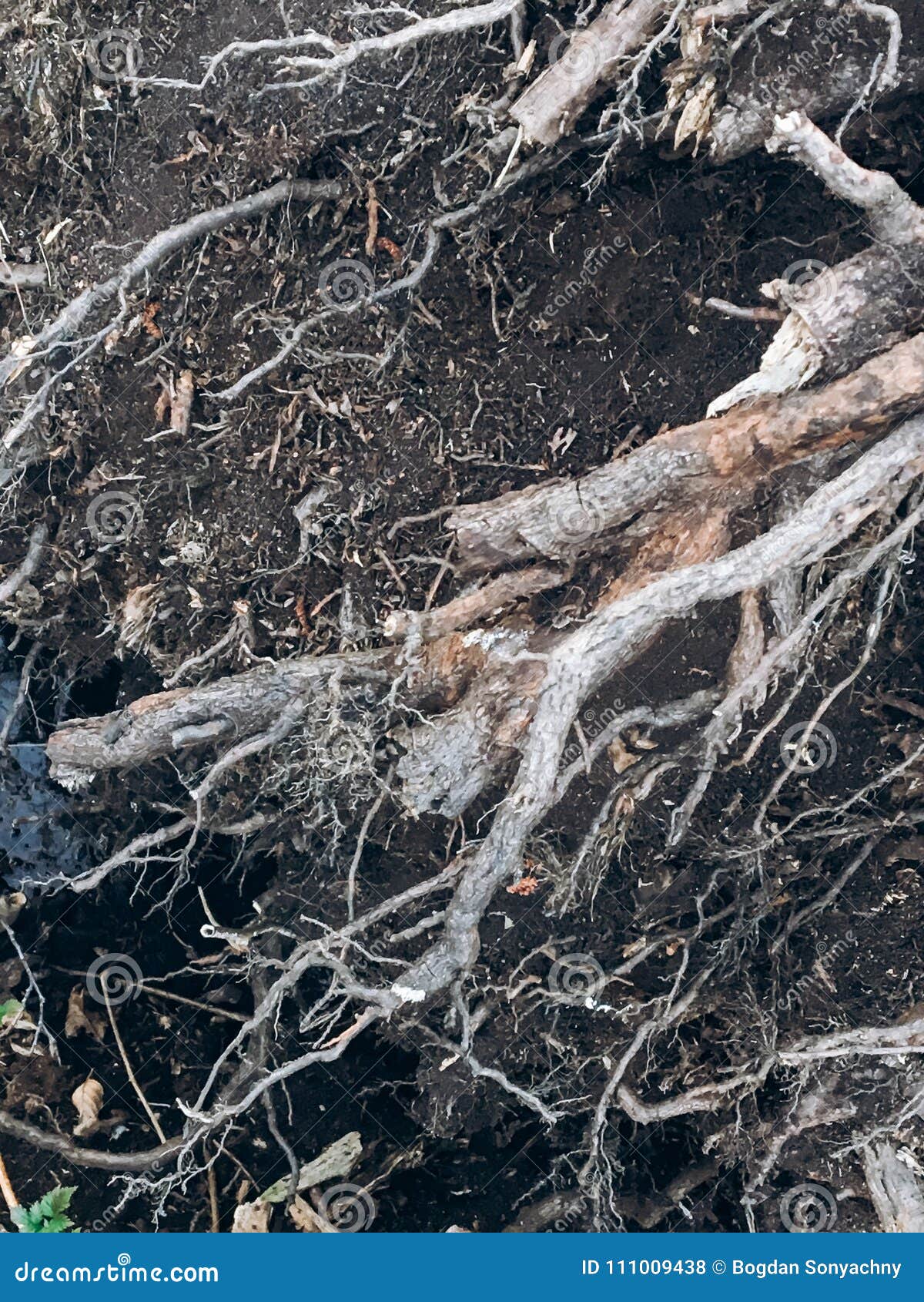 Dry Roots with Dark Ground in Spring Park, Environmental Concept Stock ...