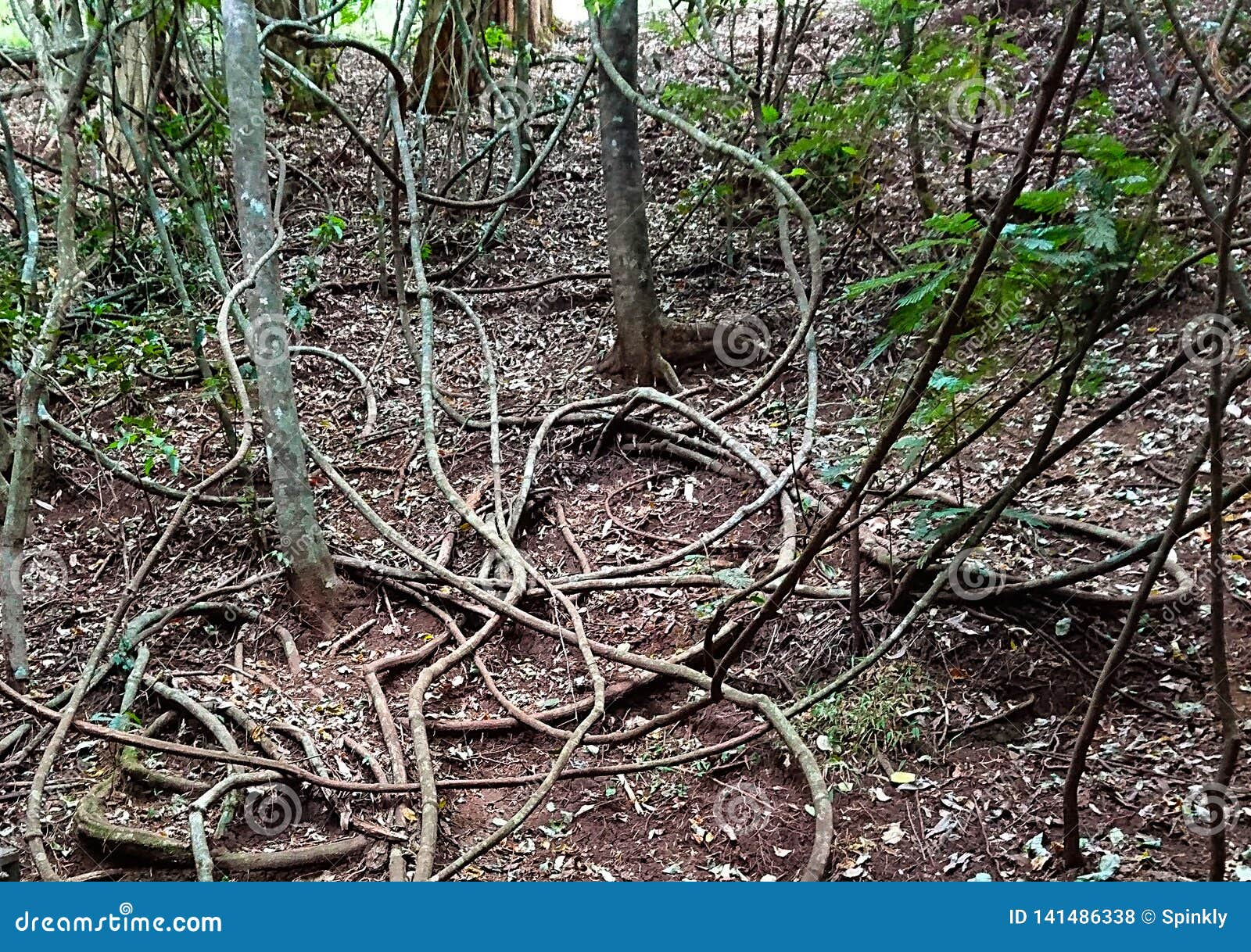 Dry Roots on the Ground and Vines in the Forest Stock Photo - Image of ...