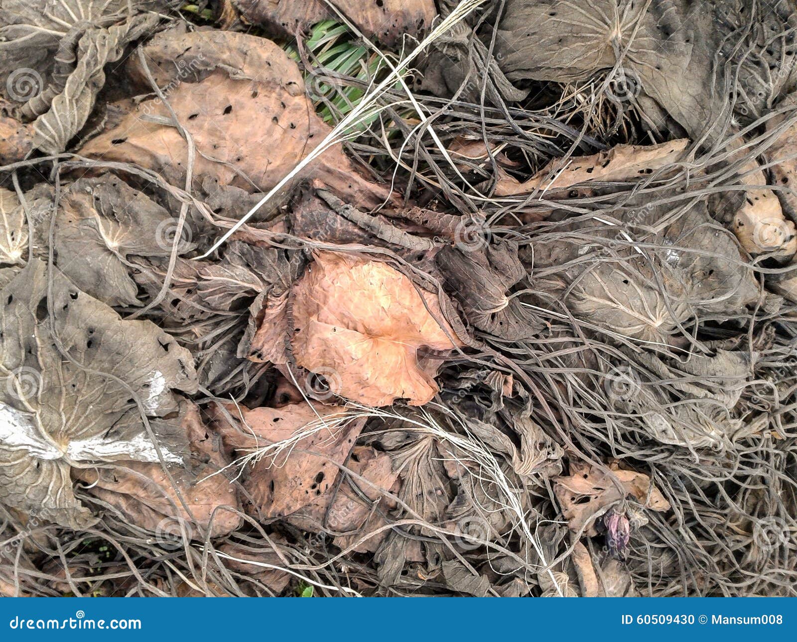 Dry roots lotus stock photo. Image of foliage, root, agriculture - 60509430