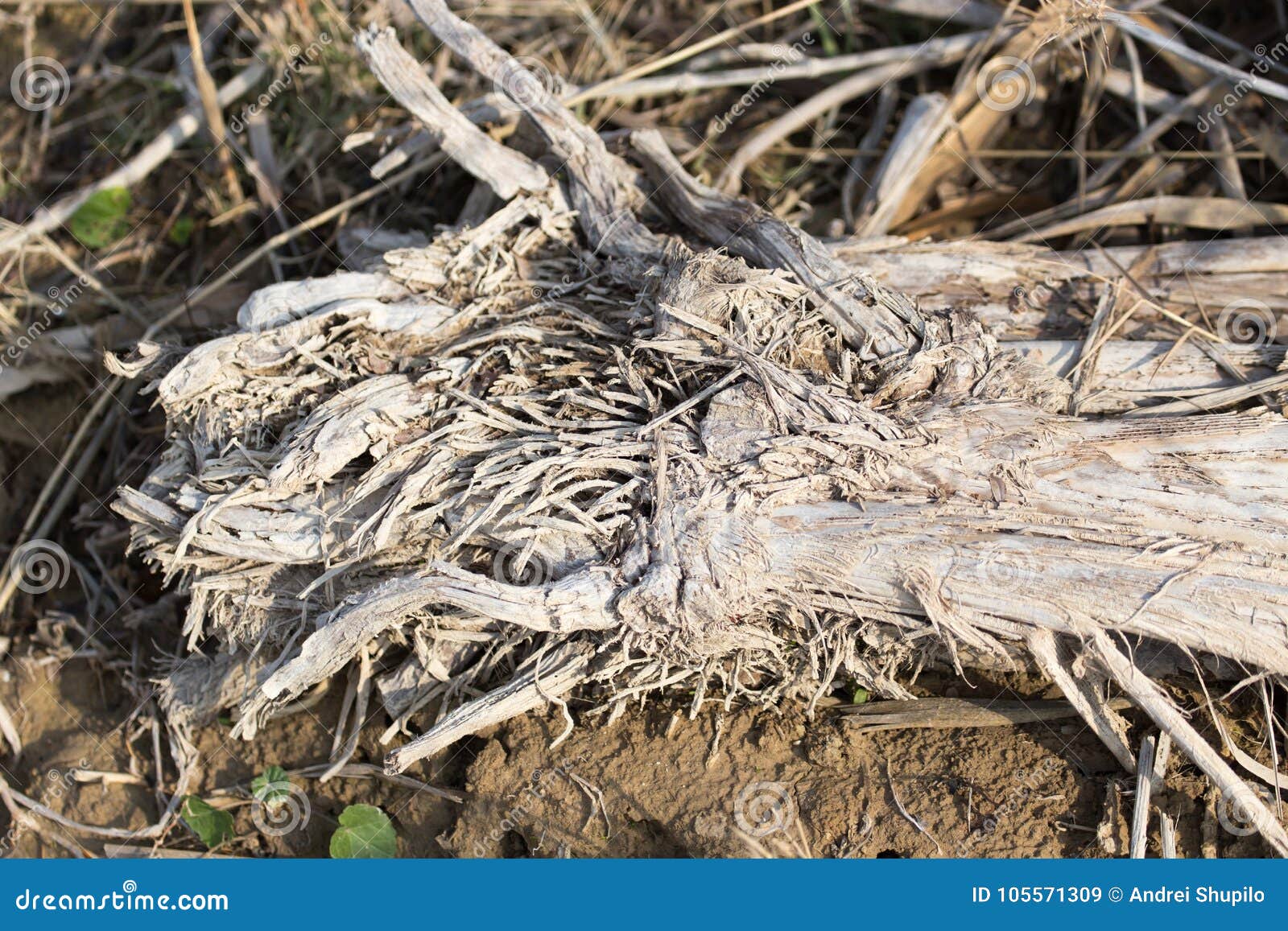 Dry the Roots of the Plants on the Ground Stock Image - Image of ...