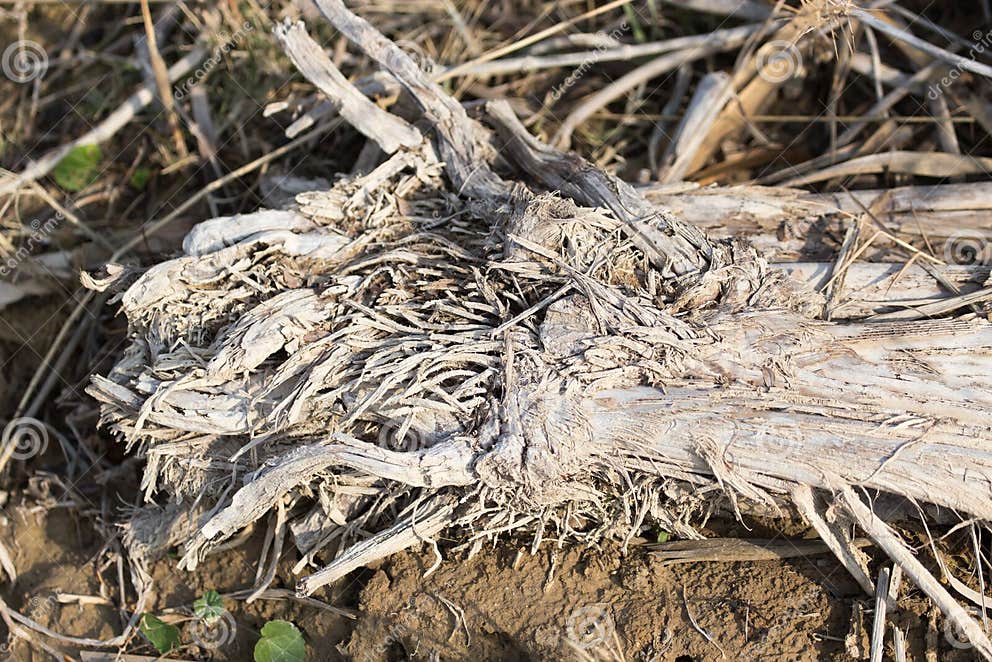 Dry the Roots of the Plants on the Ground Stock Image - Image of ...