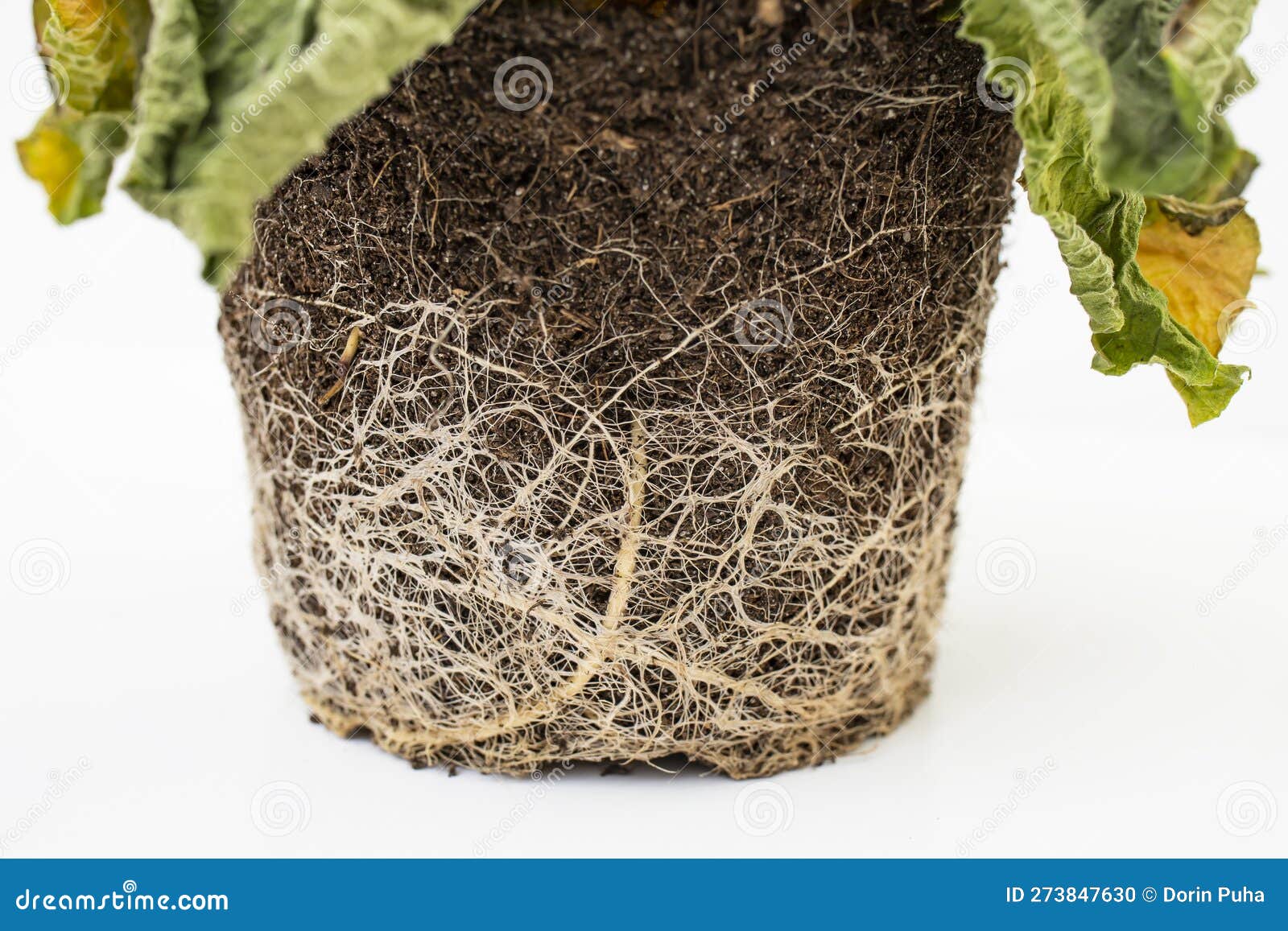 Dry Roots Structure of a Dead Potted Plant Stock Photo - Image of ...