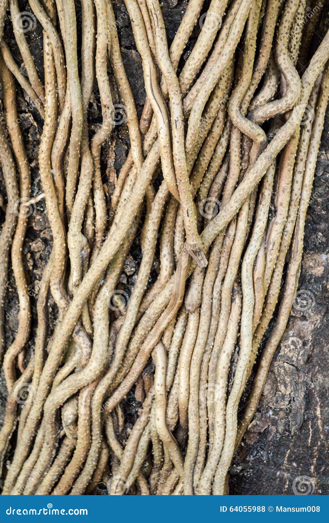 Dry roots tree stock photo. Image of brown, grow, tree - 64055988