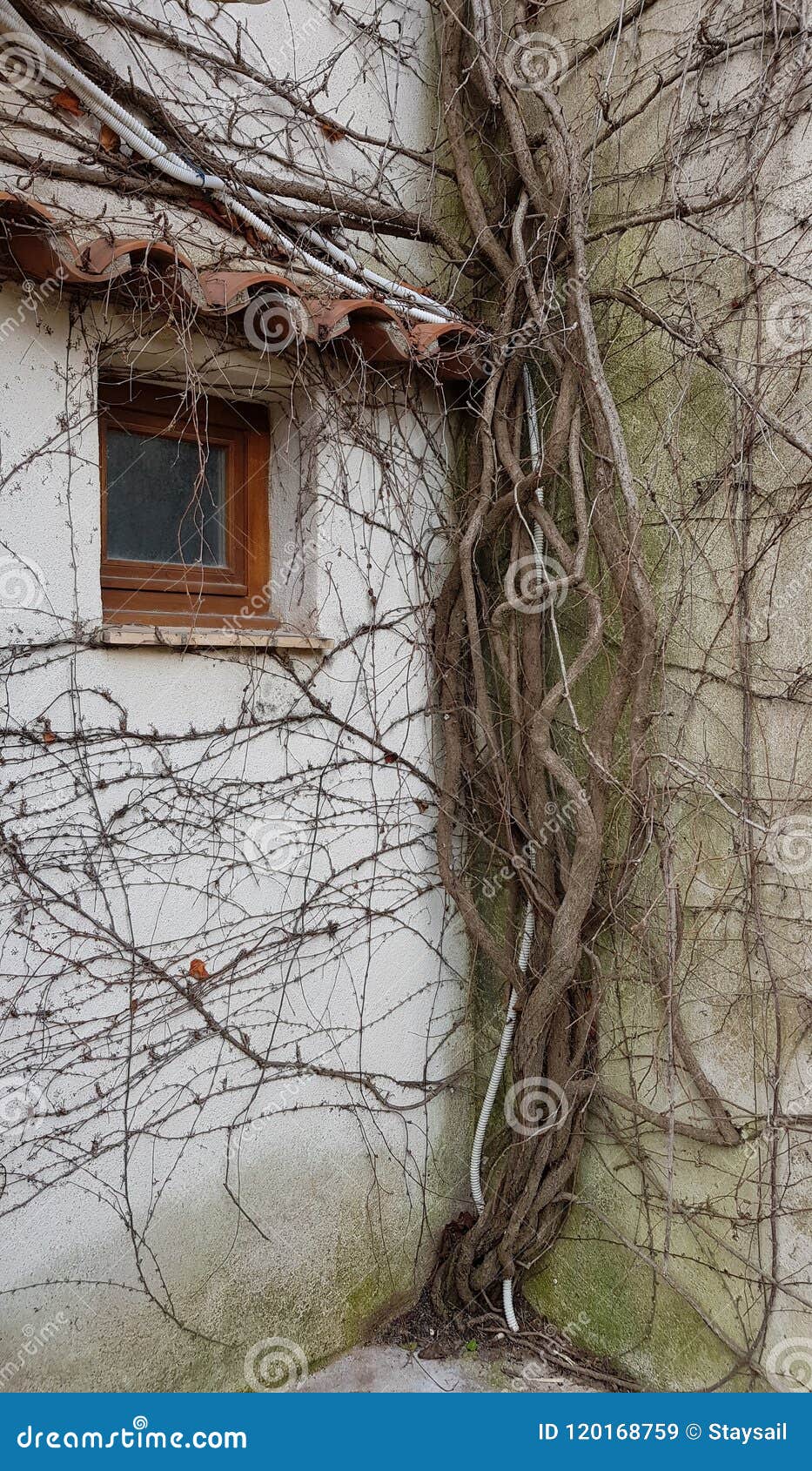 Dry Roots of Trees Entangled the Wall of the House Stock Image - Image ...