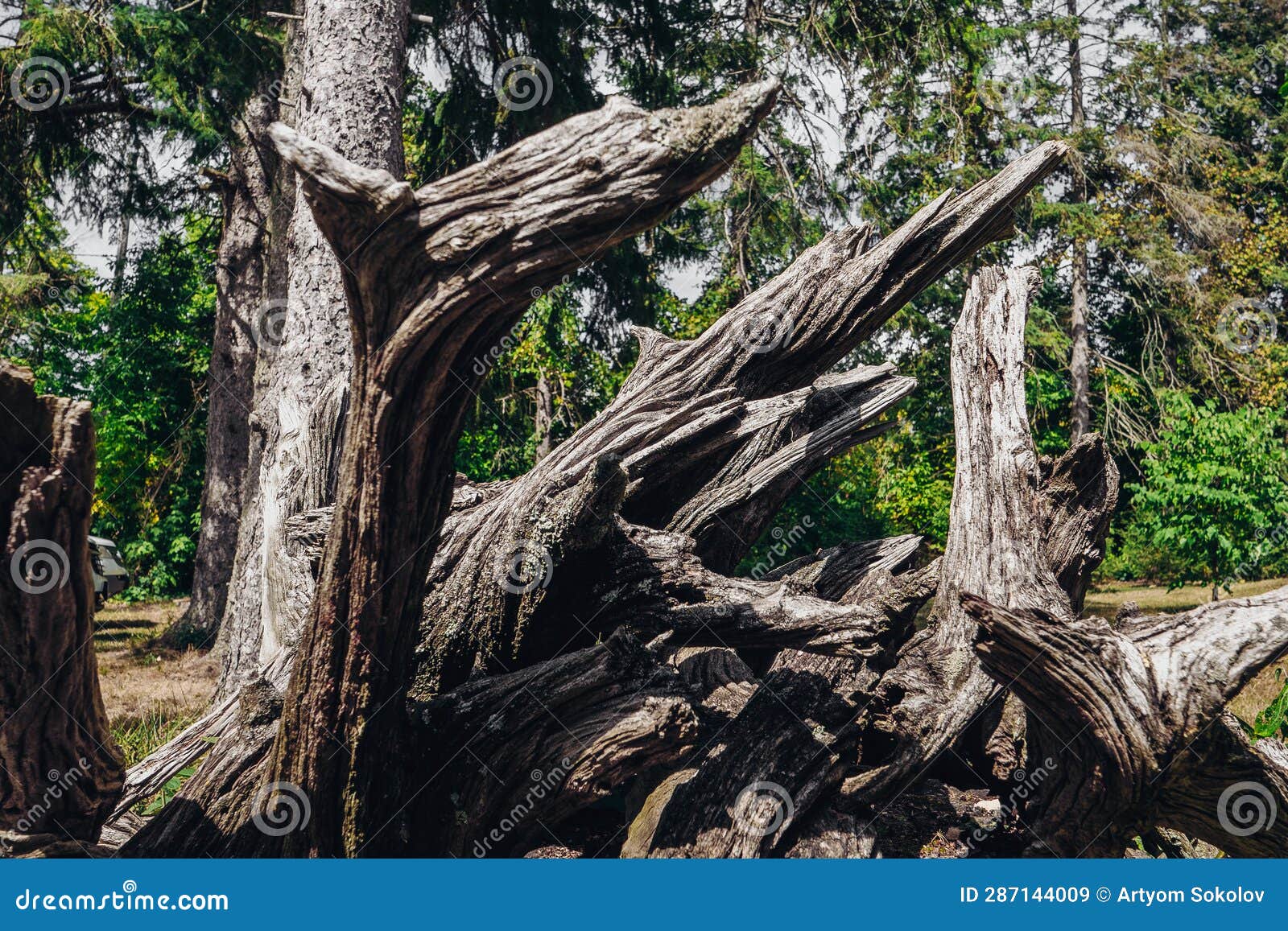 Dry Roots of an Uprooted Tree in the Forest Stock Image - Image of ...