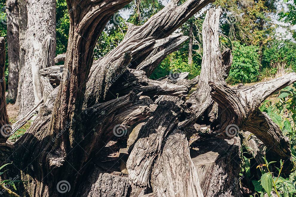 Dry Roots of an Uprooted Tree in the Forest Stock Image - Image of bare ...