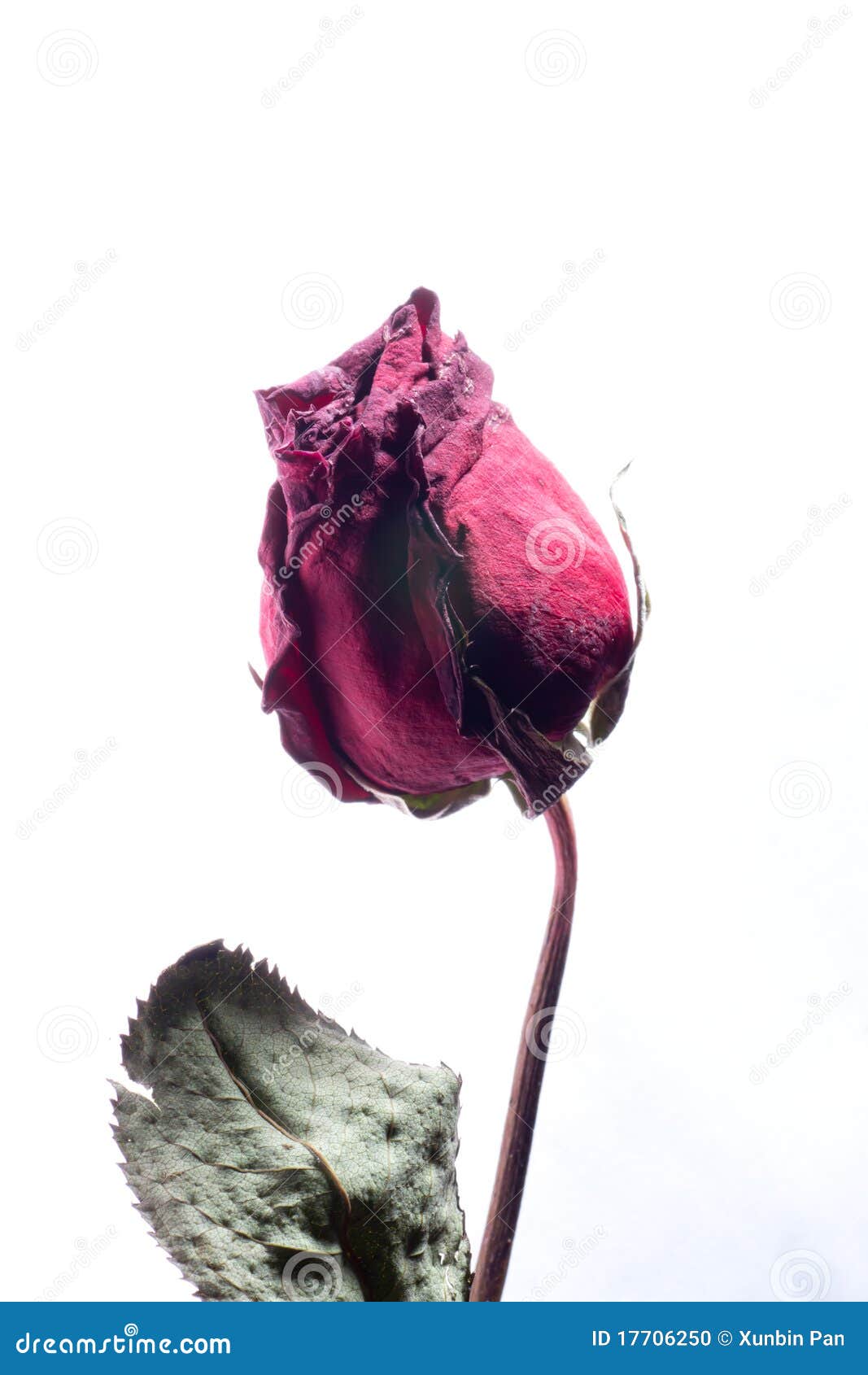 Dry rose stock photo. Image of isolated, flowers, distraught - 17706250