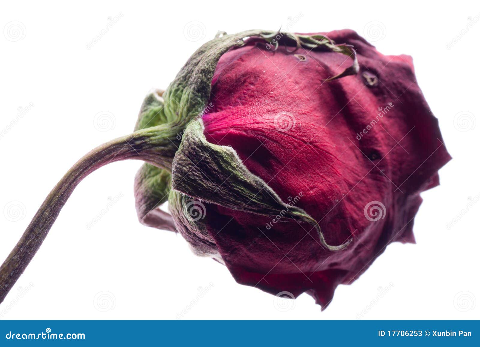 Dry rose stock image. Image of nature, hopelessness, leaf - 17706253