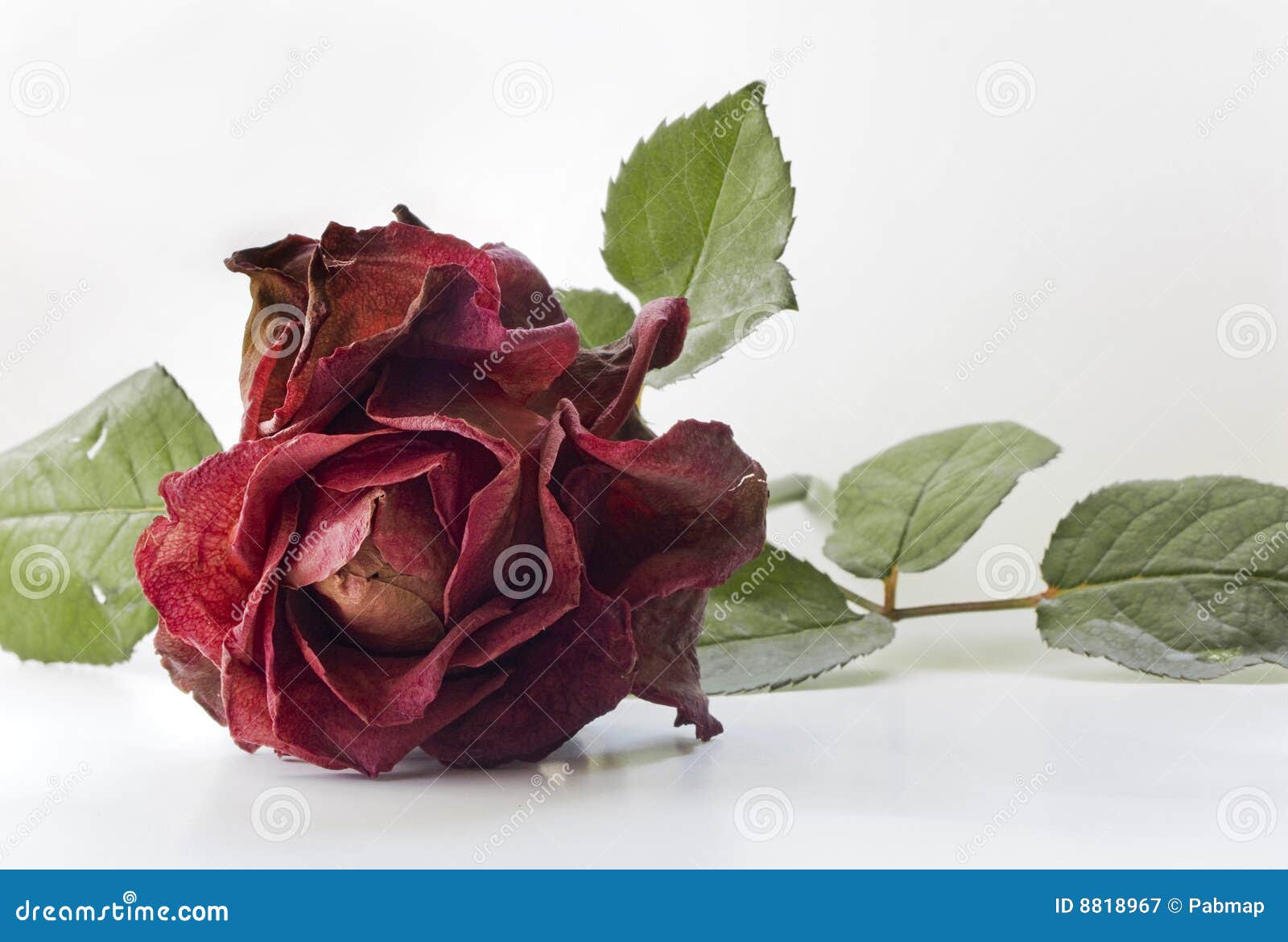 Dry rose stock image. Image of dark, memory, nature, dead - 8818967