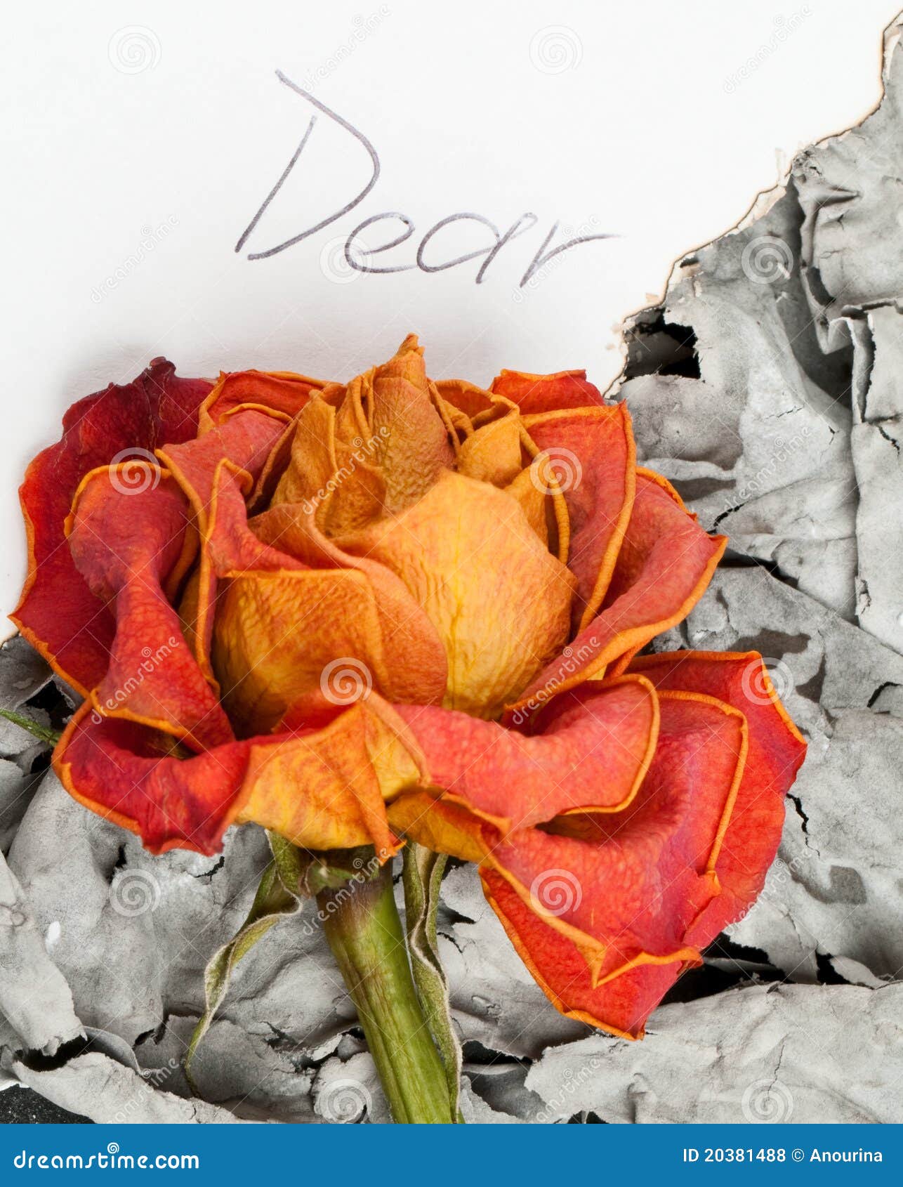 Rosebud Line Stock Photos - Free & Royalty-Free Stock Photos from ...