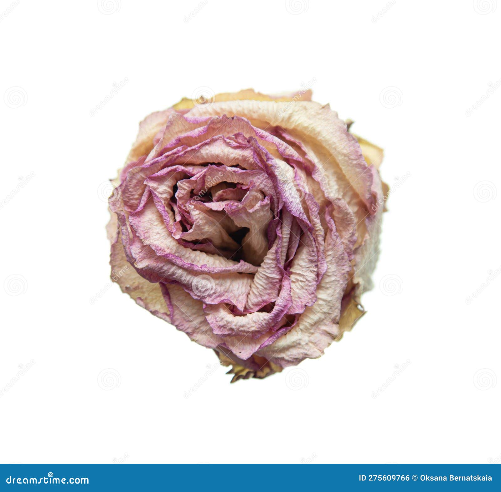 Dry Rose Flower on a White Background Stock Photo - Image of rose ...
