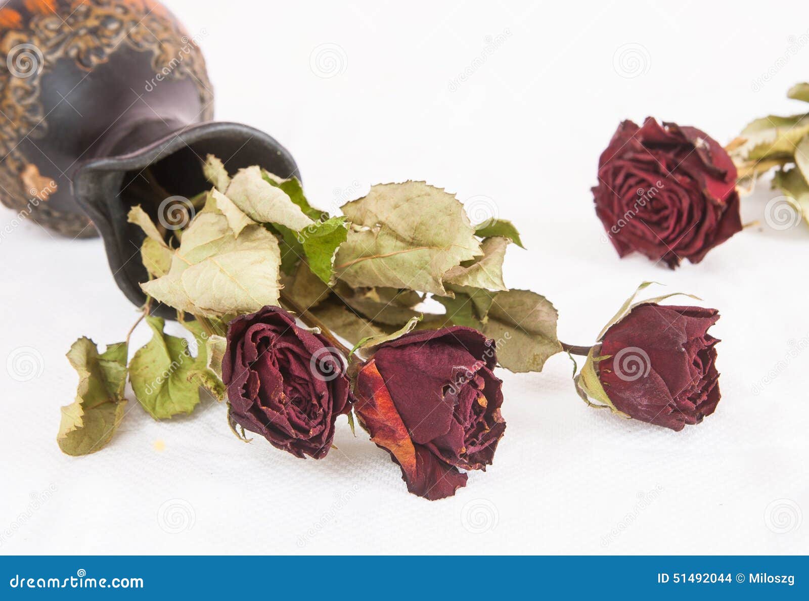 Dry rose flowers stock photo. Image of flower, design - 51492044