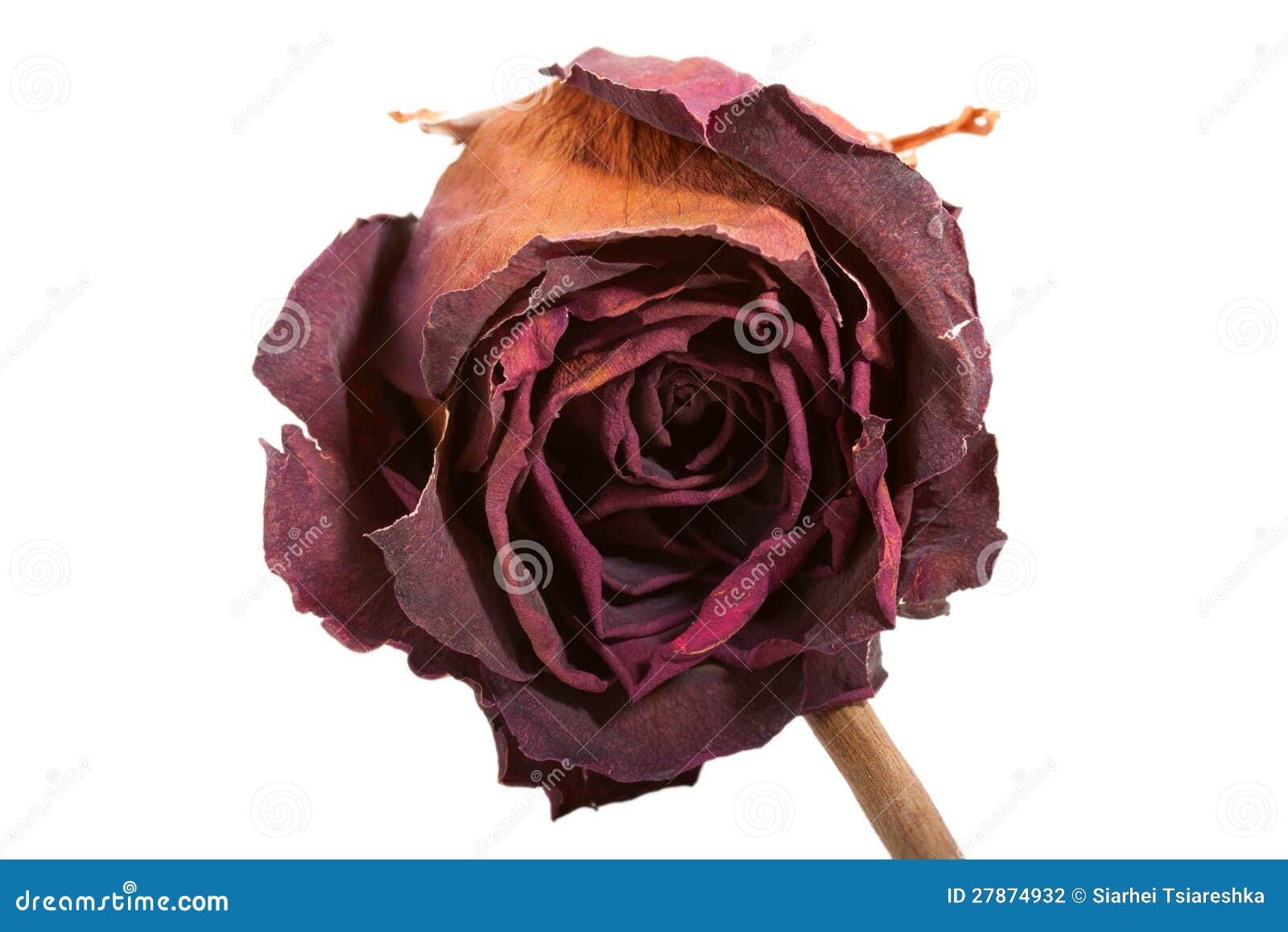 DRY ROSE. ISOLATED on WHITE. Stock Photo - Image of petals, floral ...