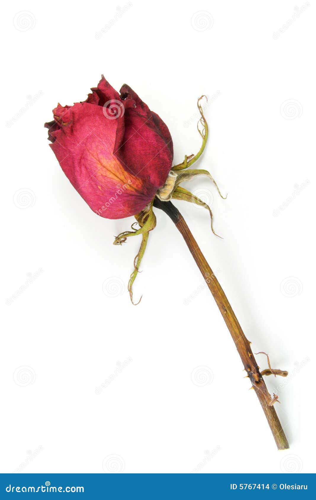 Dry rose isolated on white stock photo. Image of plant - 5767414