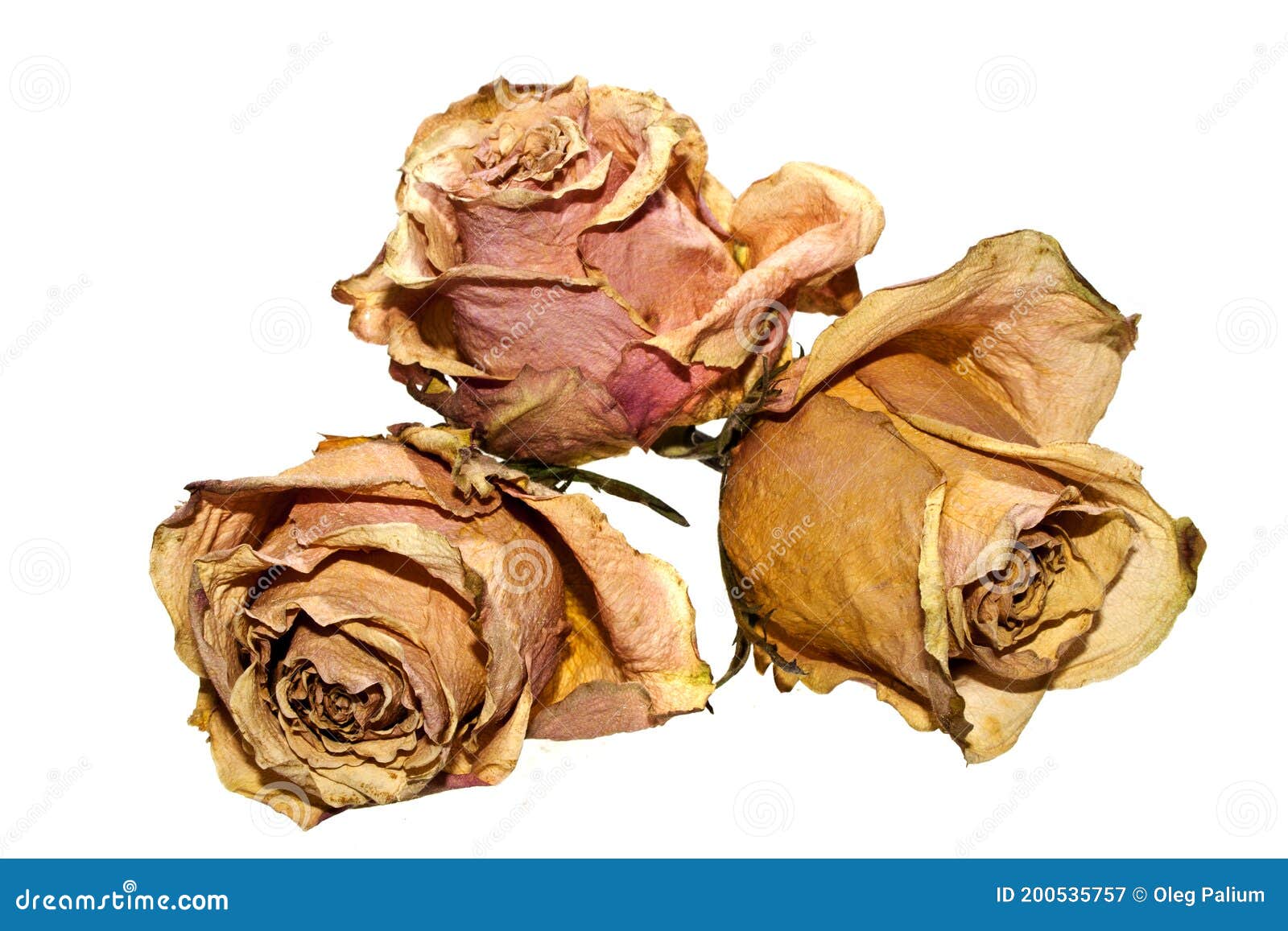 Dry Rose Isolated on White Background Stock Image - Image of golden ...