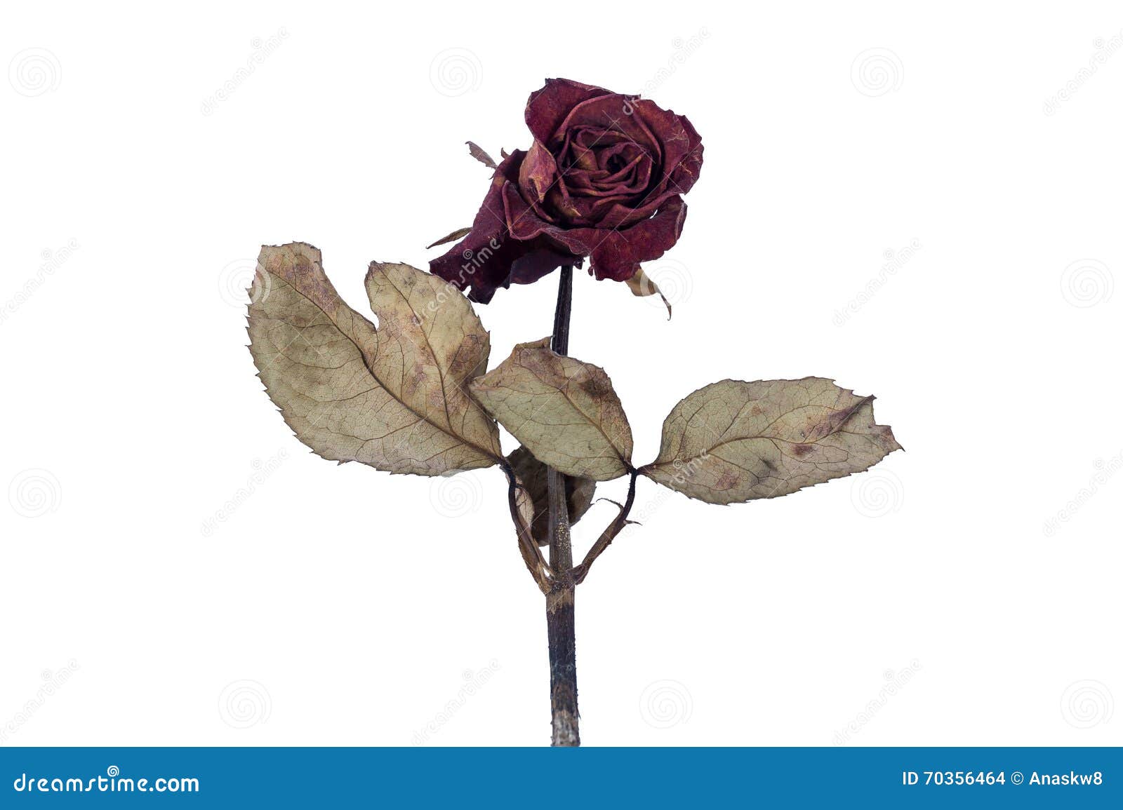 Dry rose stock photo. Image of nature, closeup, white - 70356464