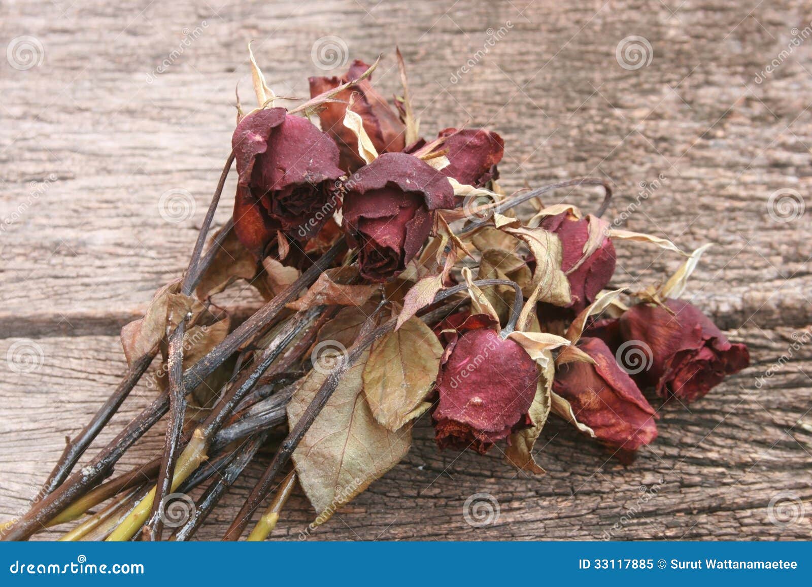 Dry rose stock image. Image of crack, splat, thick, branch - 33117885