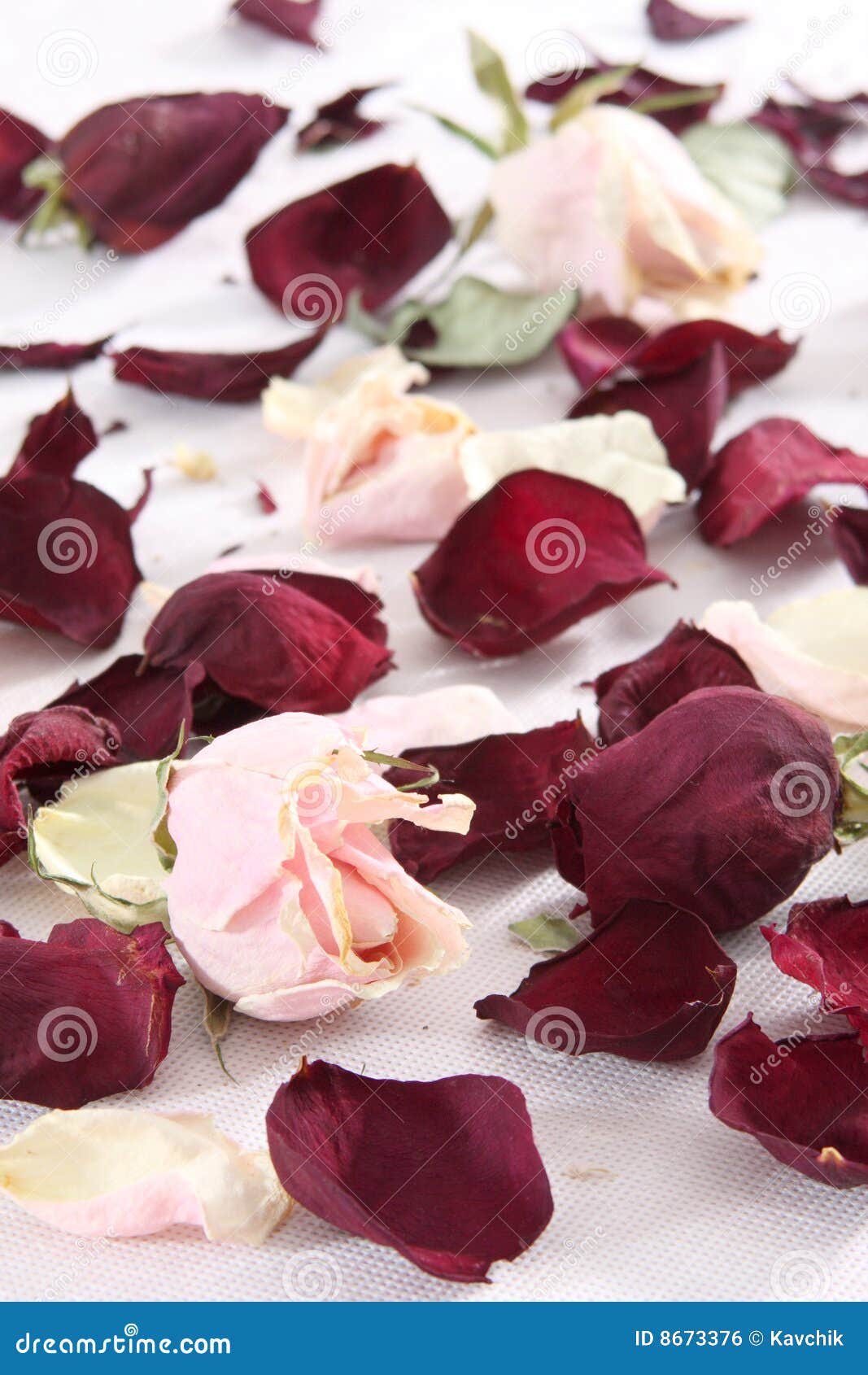 Dry rose and petals stock photo. Image of plant, rose - 8673376