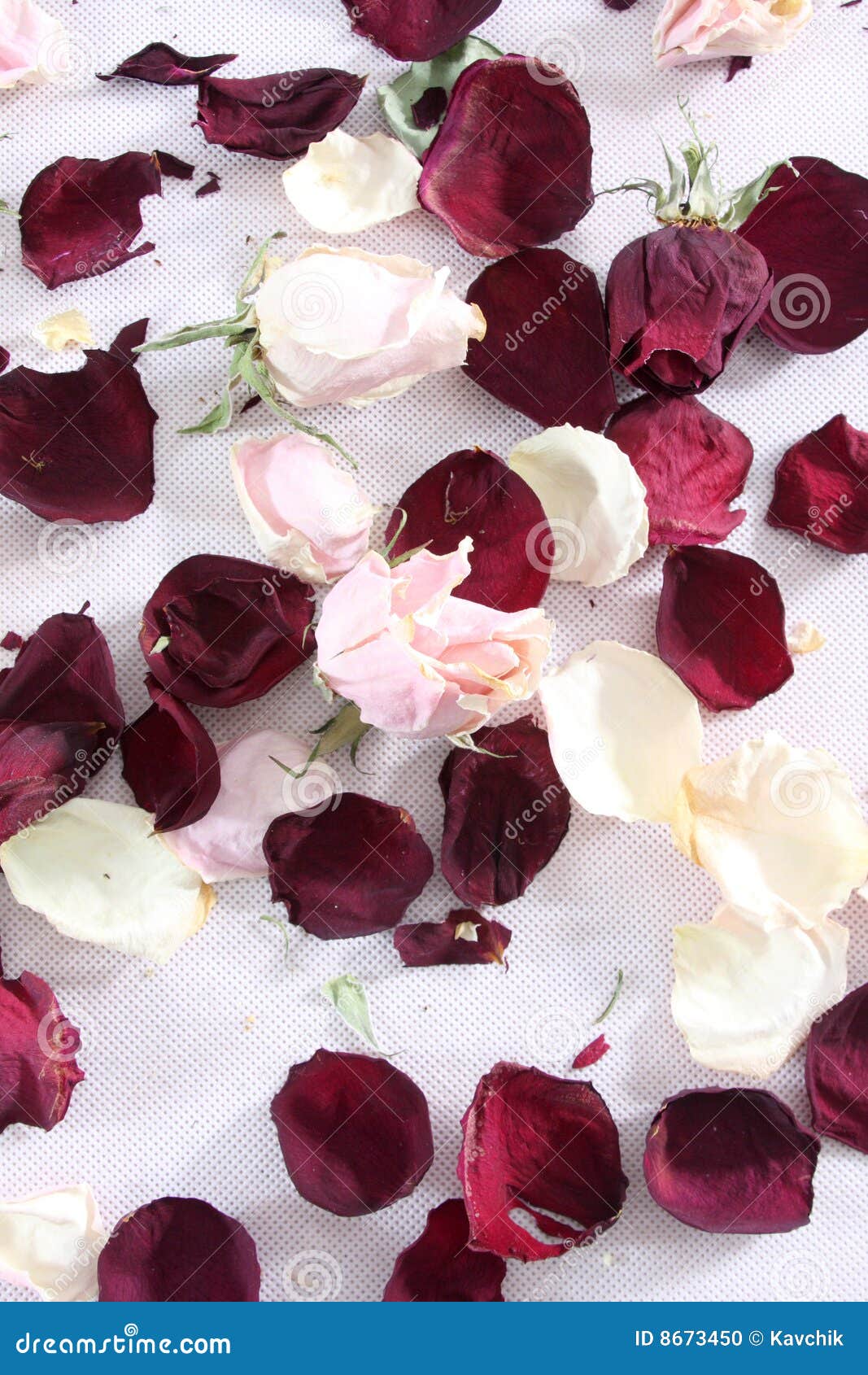 Dry rose and petals stock photo. Image of background, rose - 8673450