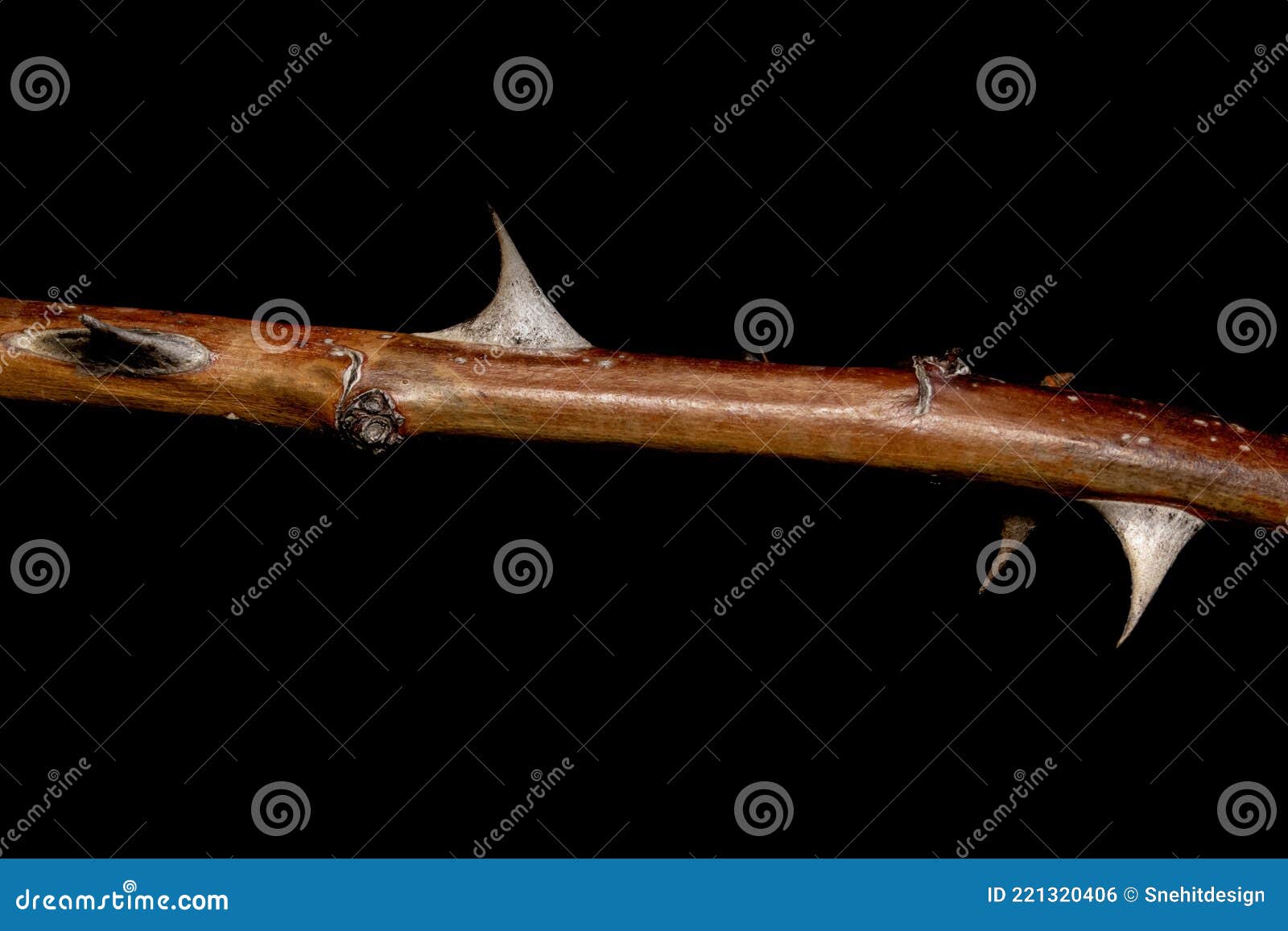 Dry Rose Plant Stem on Black Background Stock Photo - Image of ...
