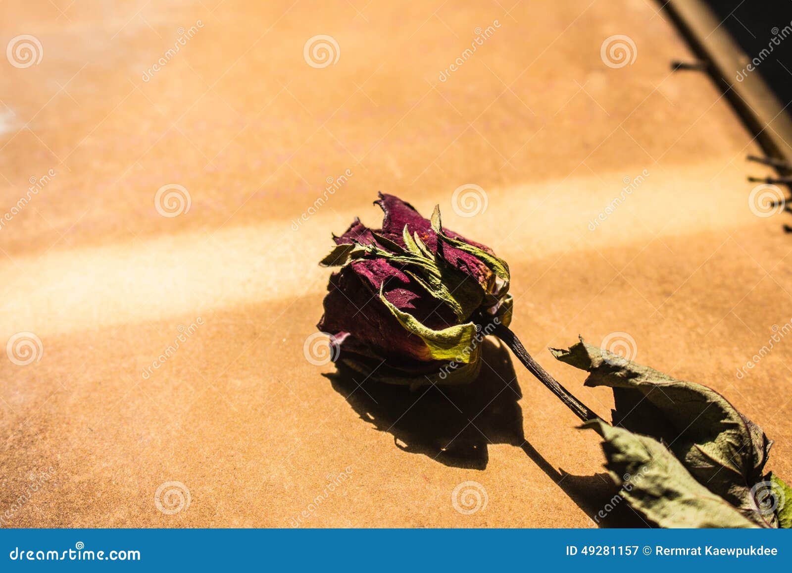 Dry Rose Rear Frame Images. Stock Image - Image of decorative, grunge ...