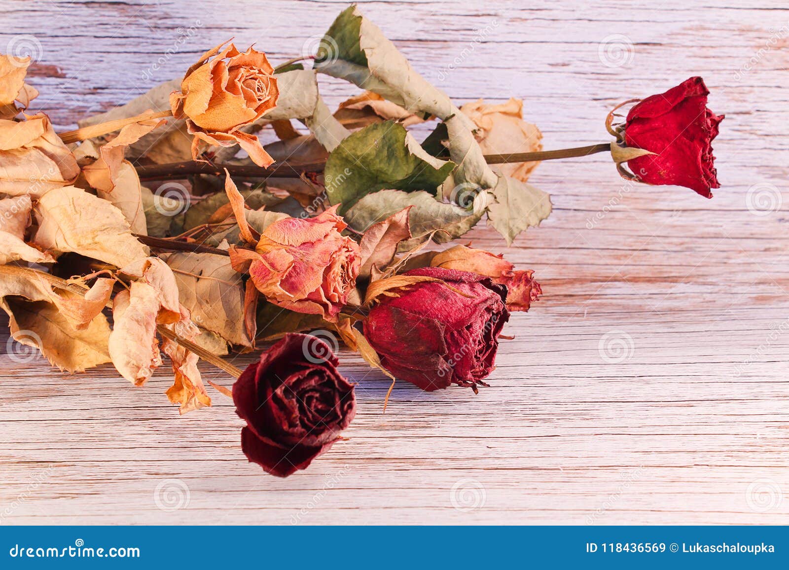 Dry Rose on White Rustic Wood Background Stock Image - Image of ...