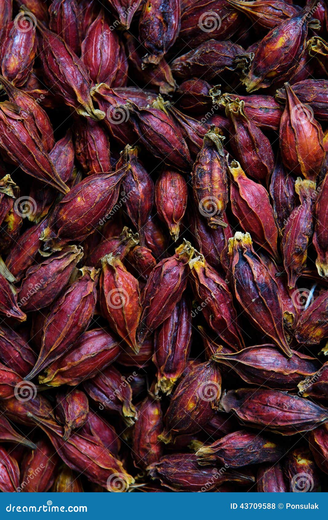 Dry roselle flower stock photo. Image of flower, taste - 43709588