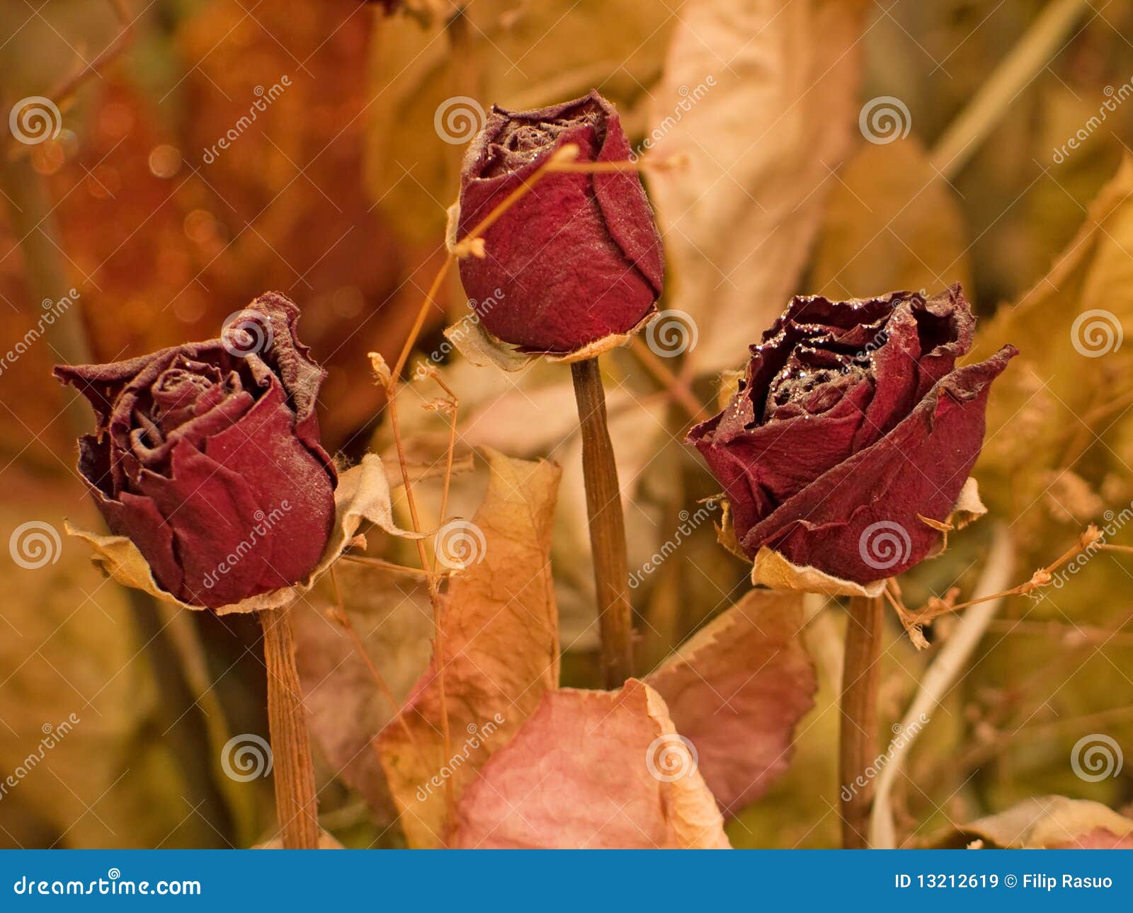 Dry roses stock image. Image of decorative, flora, rose - 13212619