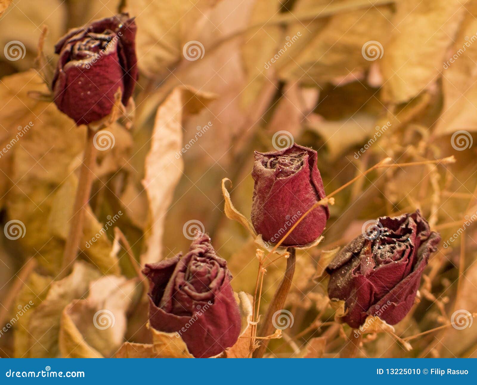 Dry roses stock photo. Image of fall, roses, botany, decor - 13225010