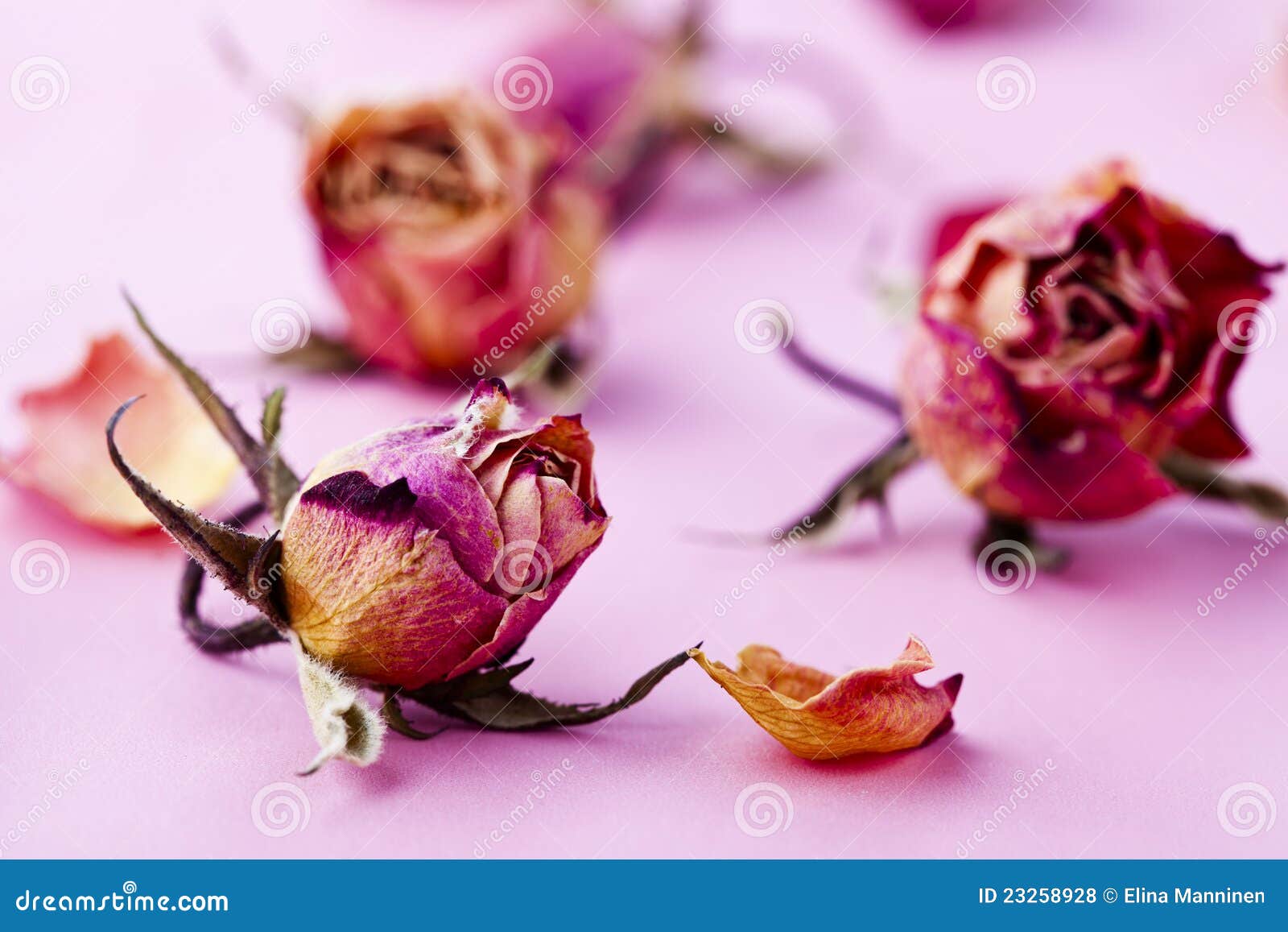 Dry roses stock photo. Image of dead, fragile, petal - 23258928