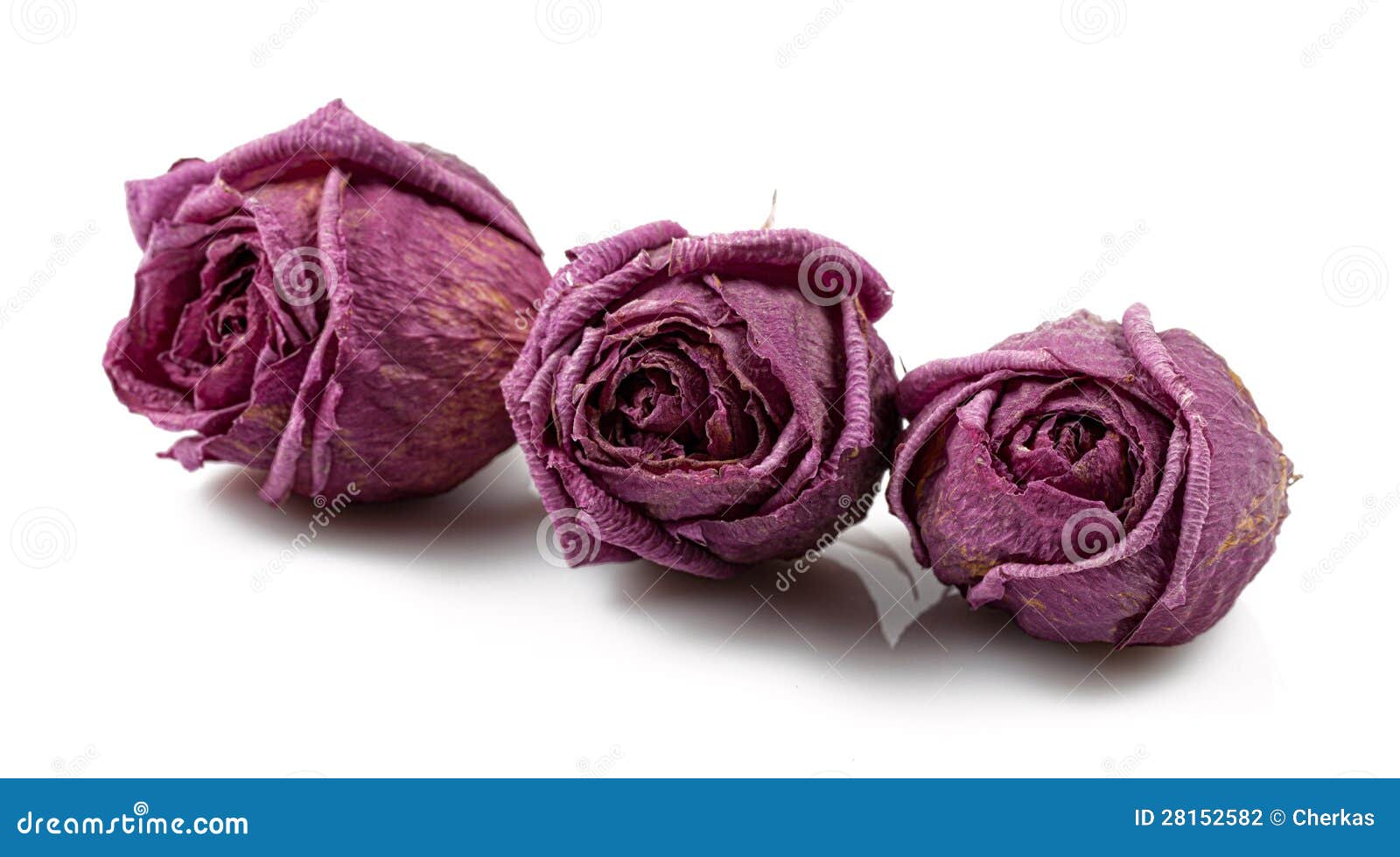 Dry roses stock photo. Image of beauty, romance, love - 28152582
