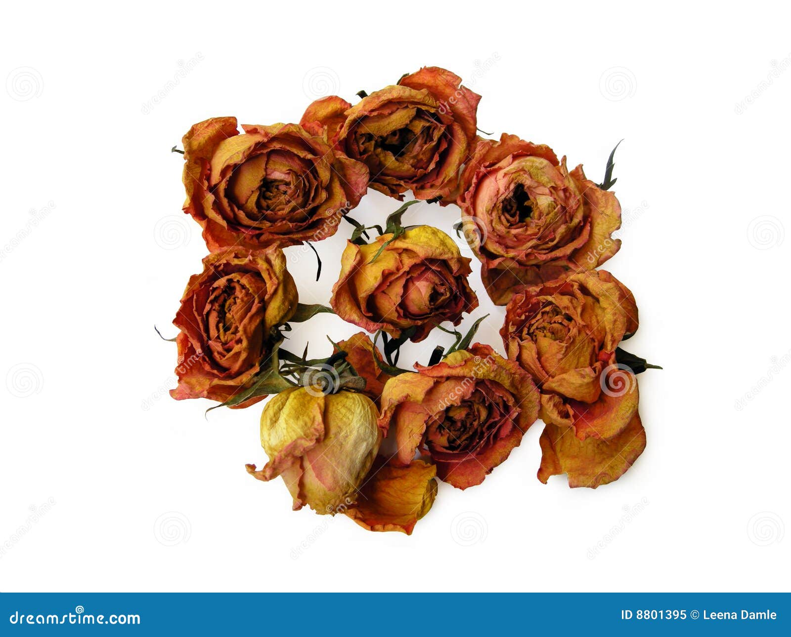 Dry Roses 49 stock image. Image of good, emotions, greetings - 8801395