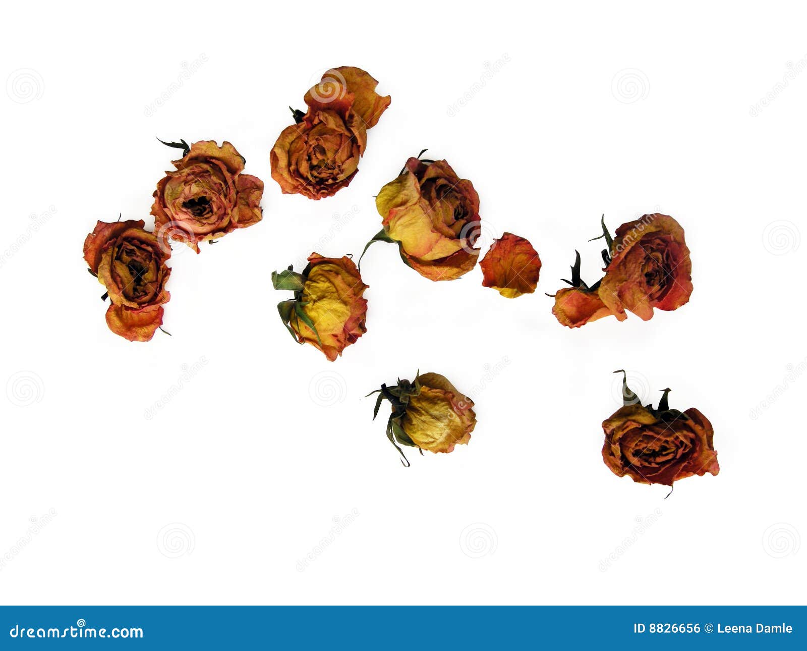 Dry Roses 50 scattered stock photo. Image of bright, roses - 8826656