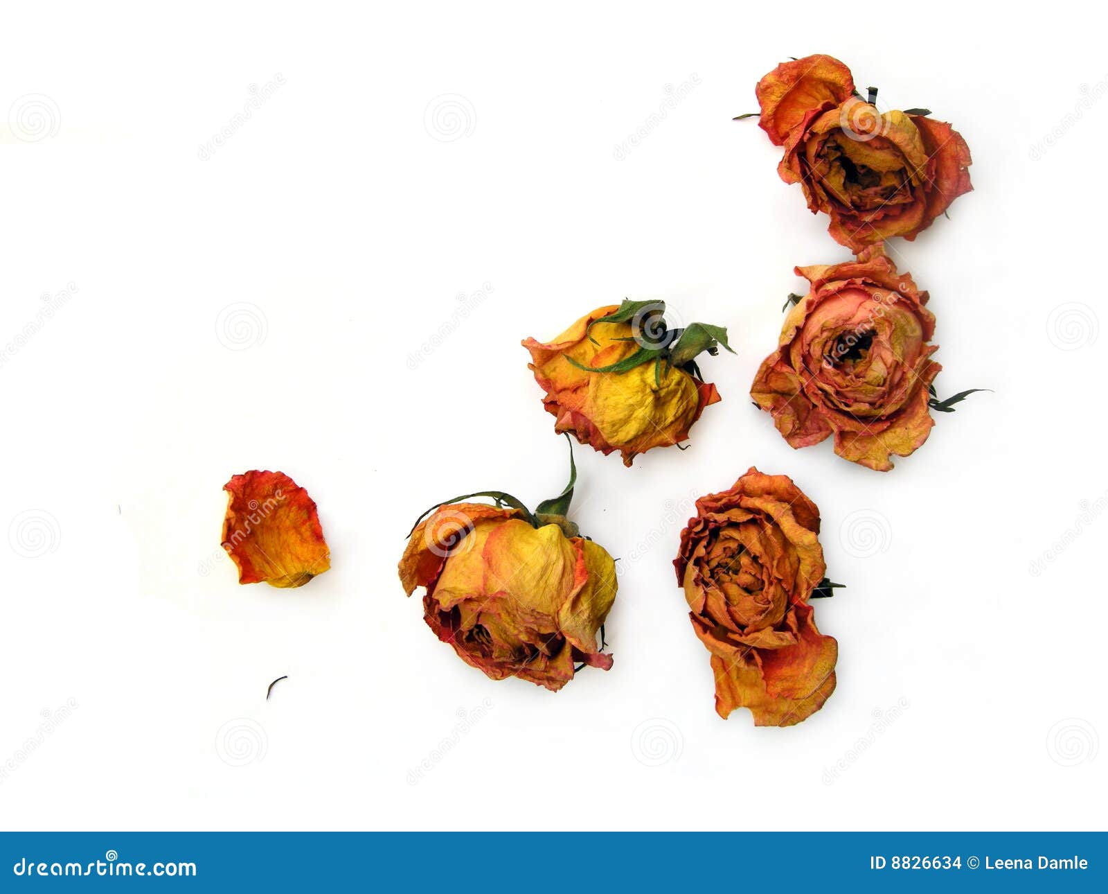 1,143 Scattered Roses Photos - Free & Royalty-Free Stock Photos from ...