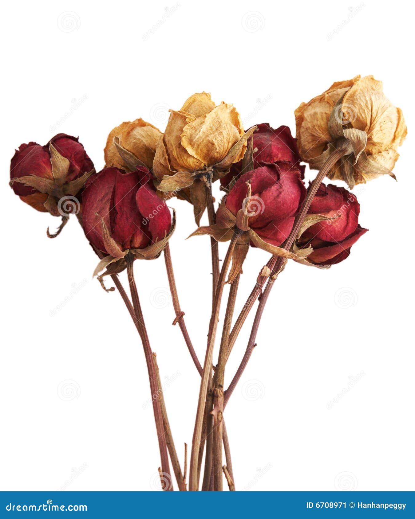 Dry roses stock image. Image of close, beautiful, fade - 6708971