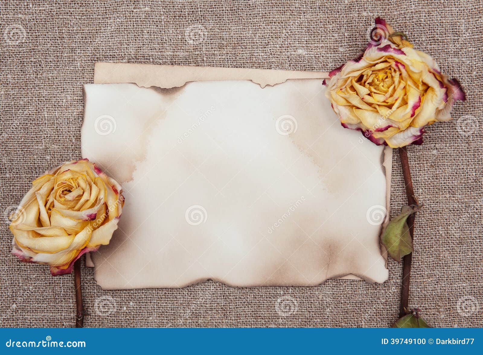 Dry Roses and Aged Paper on the Burlap Stock Photo - Image of flower ...