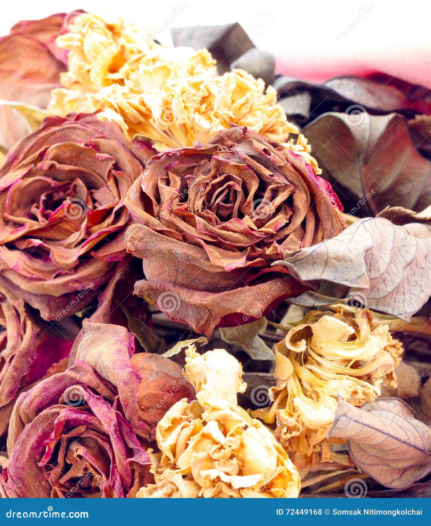 Dry roses stock photo. Image of nature, decoration, natural - 72449168